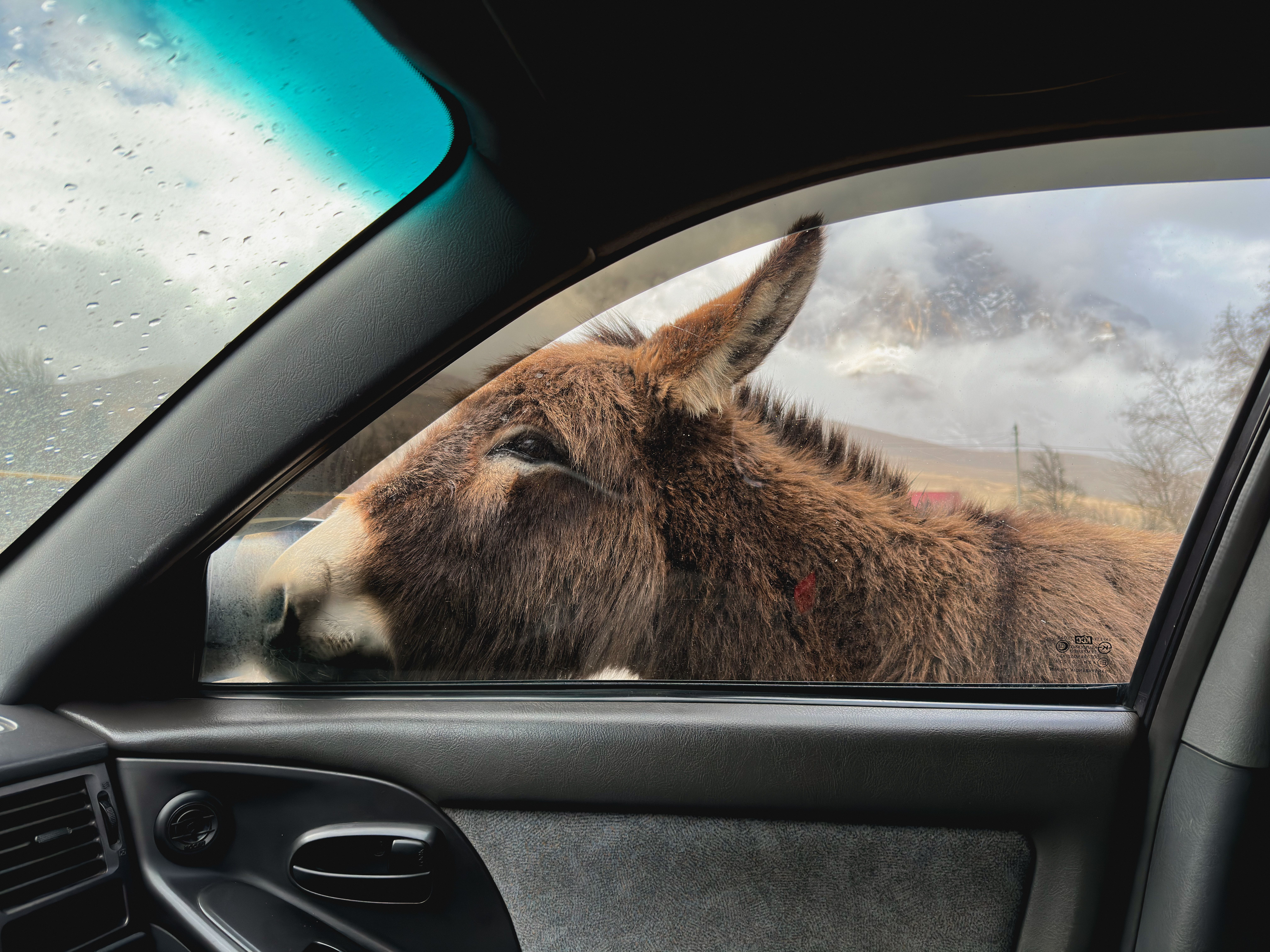 Curious Donkey Peeking Into Car Window in Rural Landscape · Free Stock ...