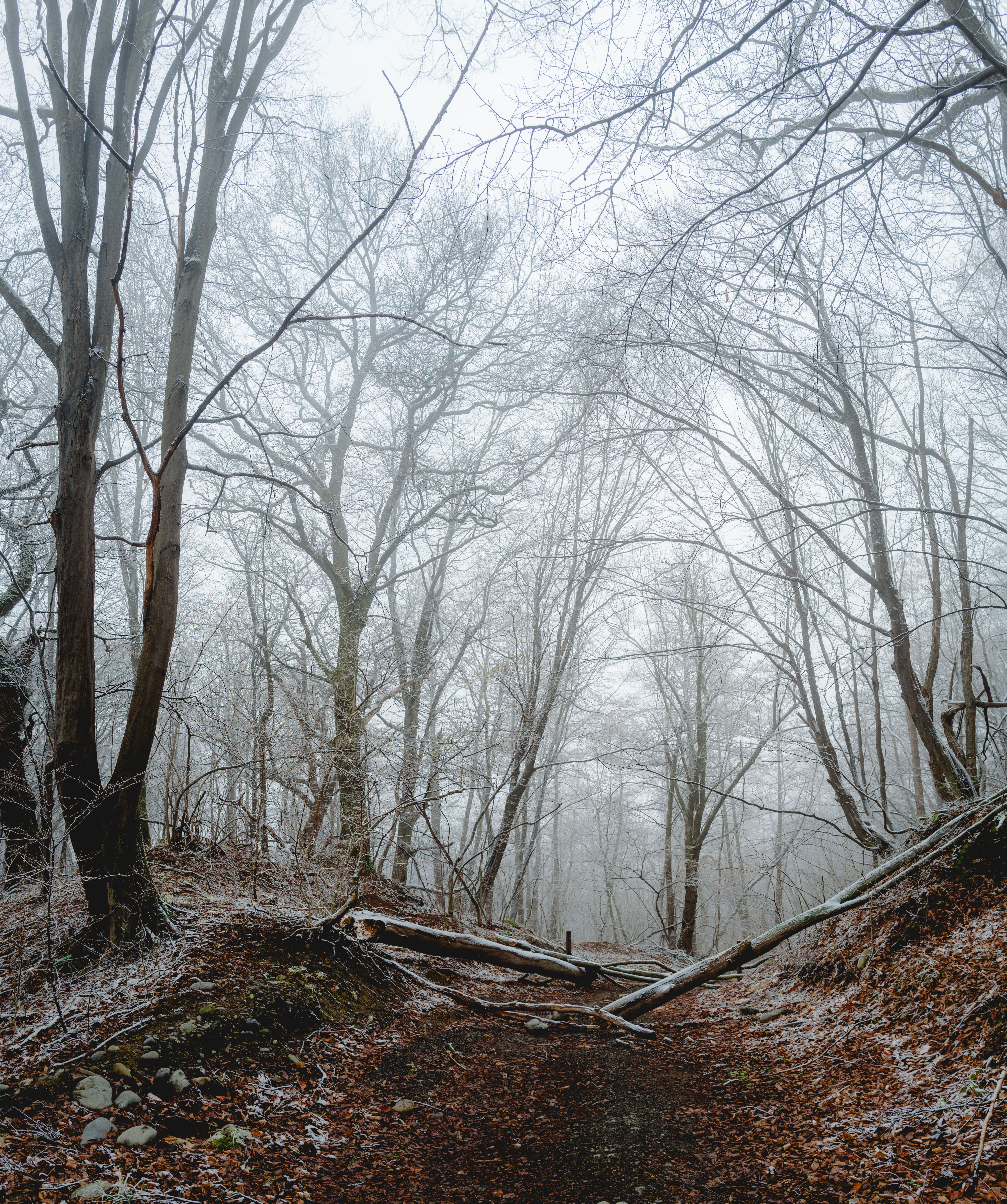 Foggy Winter Forest Path with Bare Trees · Free Stock Photo
