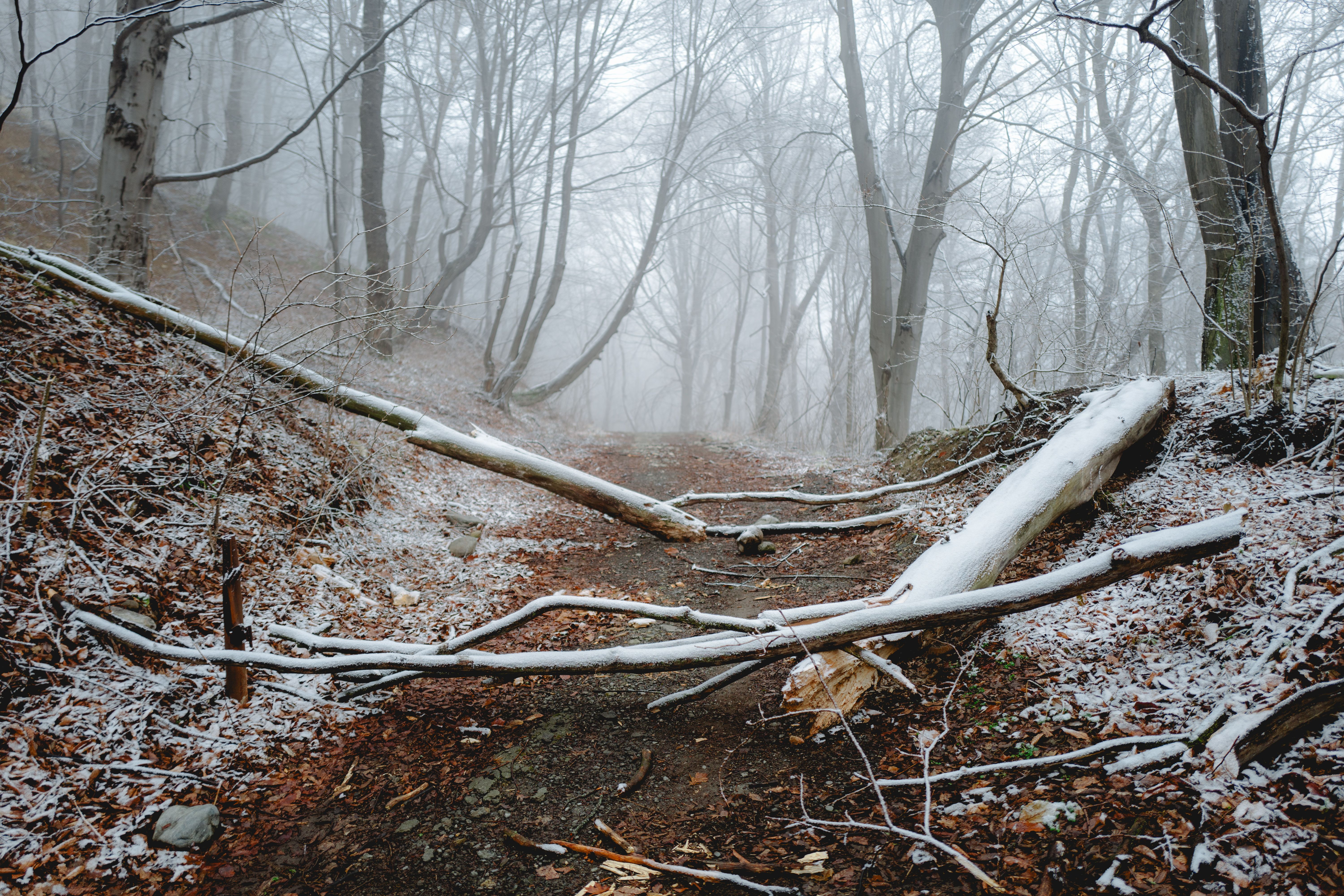 Serene Winter Forest Path with Fallen Trees · Free Stock Photo