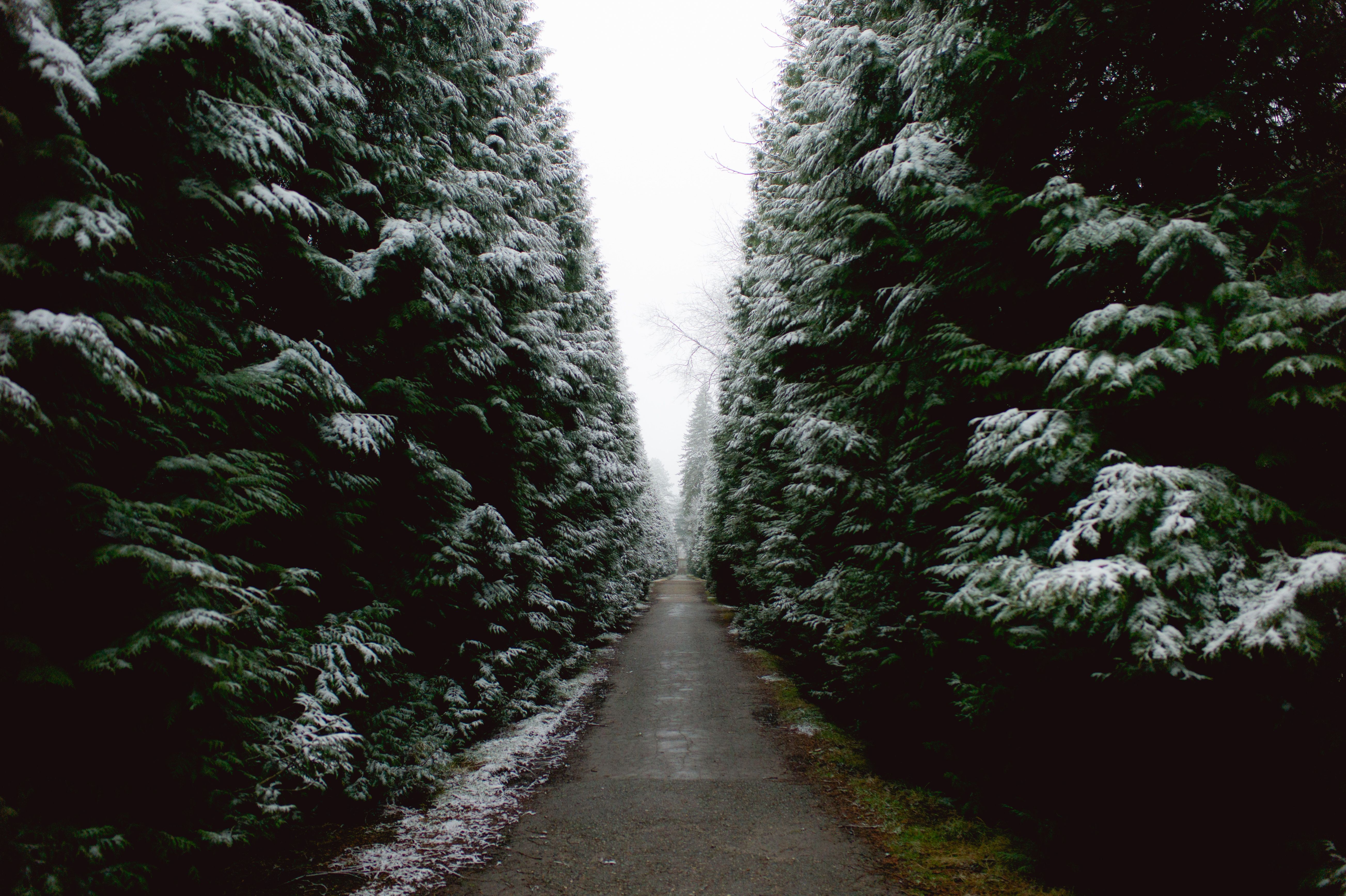 Snowy Pathway Lined with Evergreen Trees · Free Stock Photo