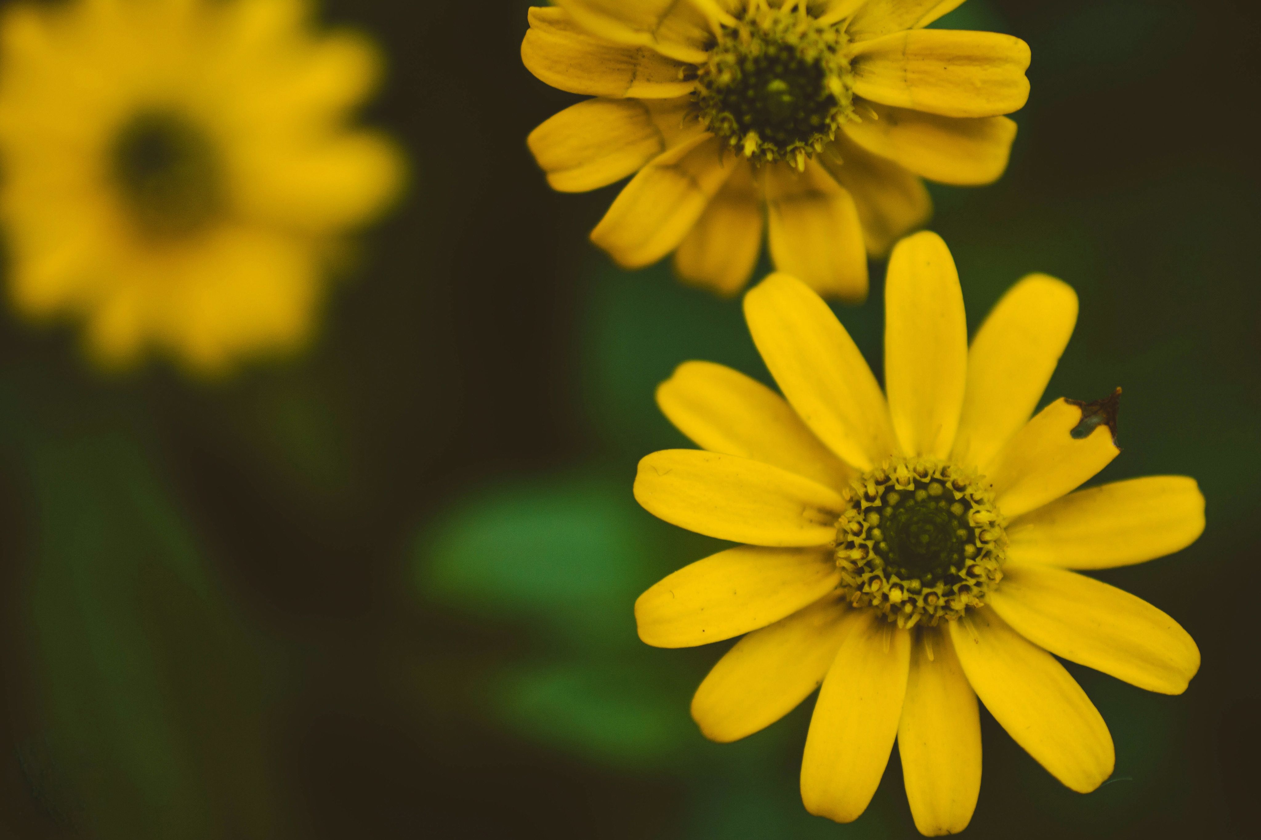 Desktop Wallpaper Yellow Photos, Download The BEST Free Desktop ...