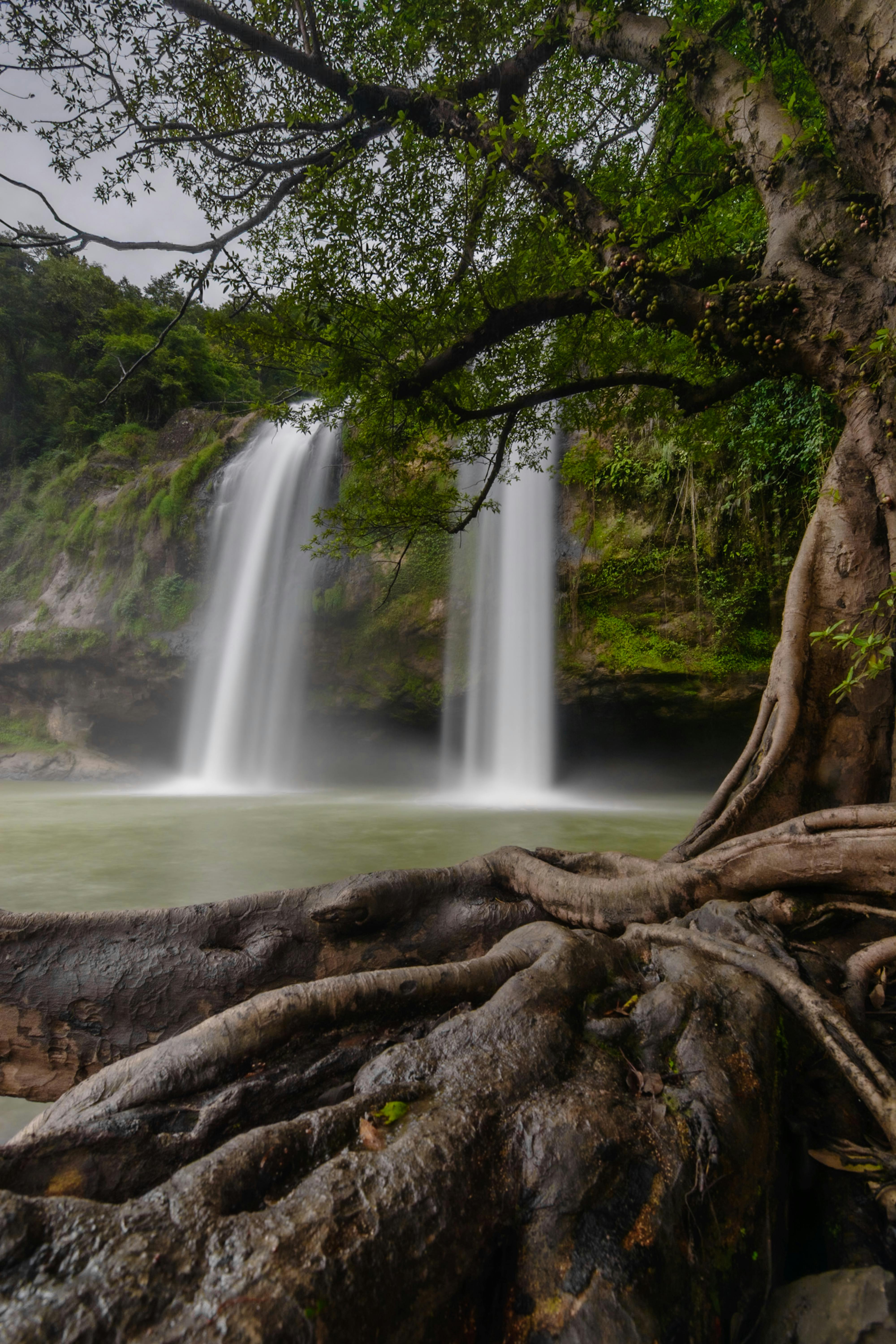 Beautiful Tree With Deep Roots Photos, Download The BEST Free Beautiful ...