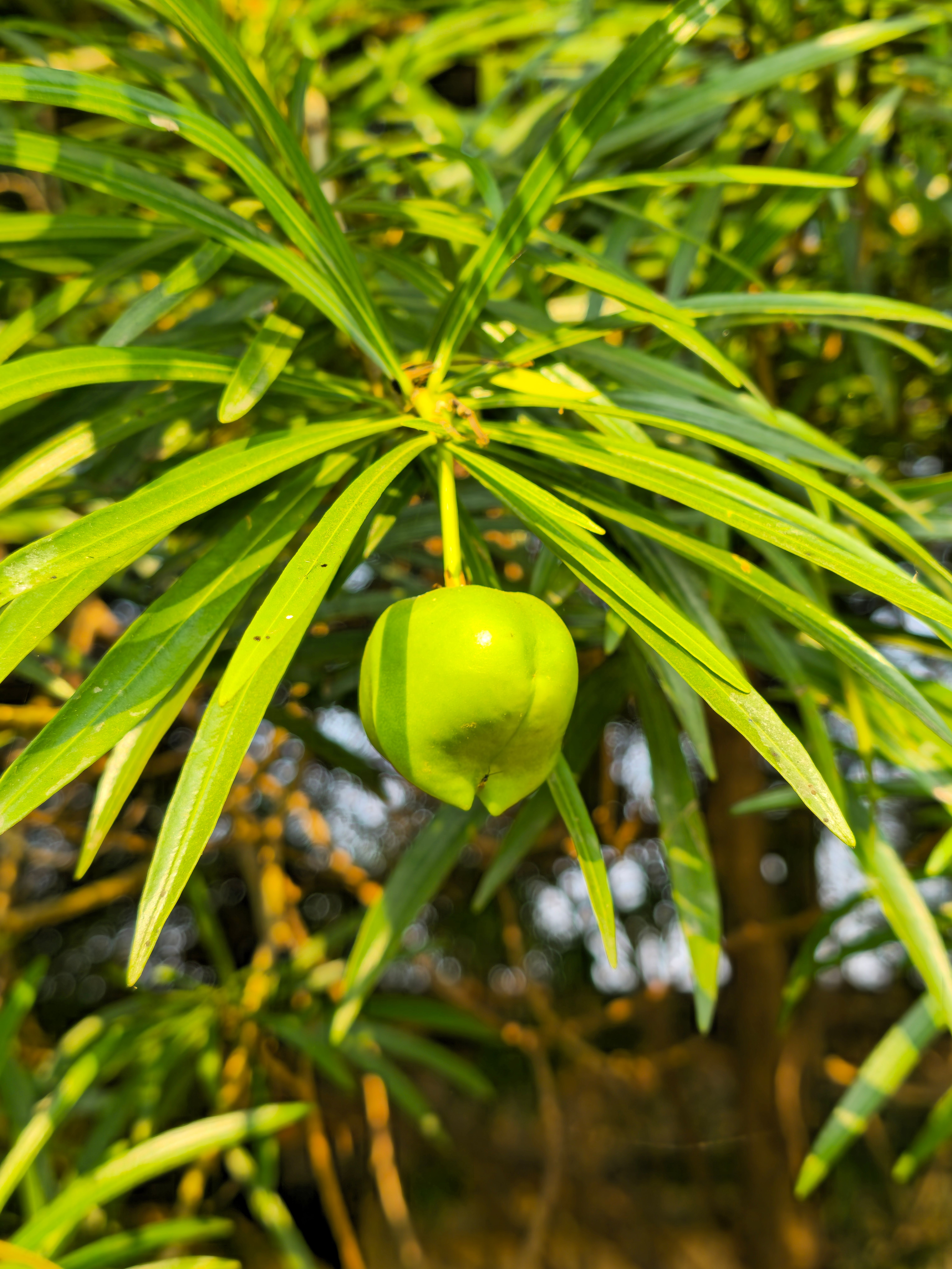 Fruta Verde Colgando De La Rama De Un árbol A La Luz Del Sol · Foto de ...