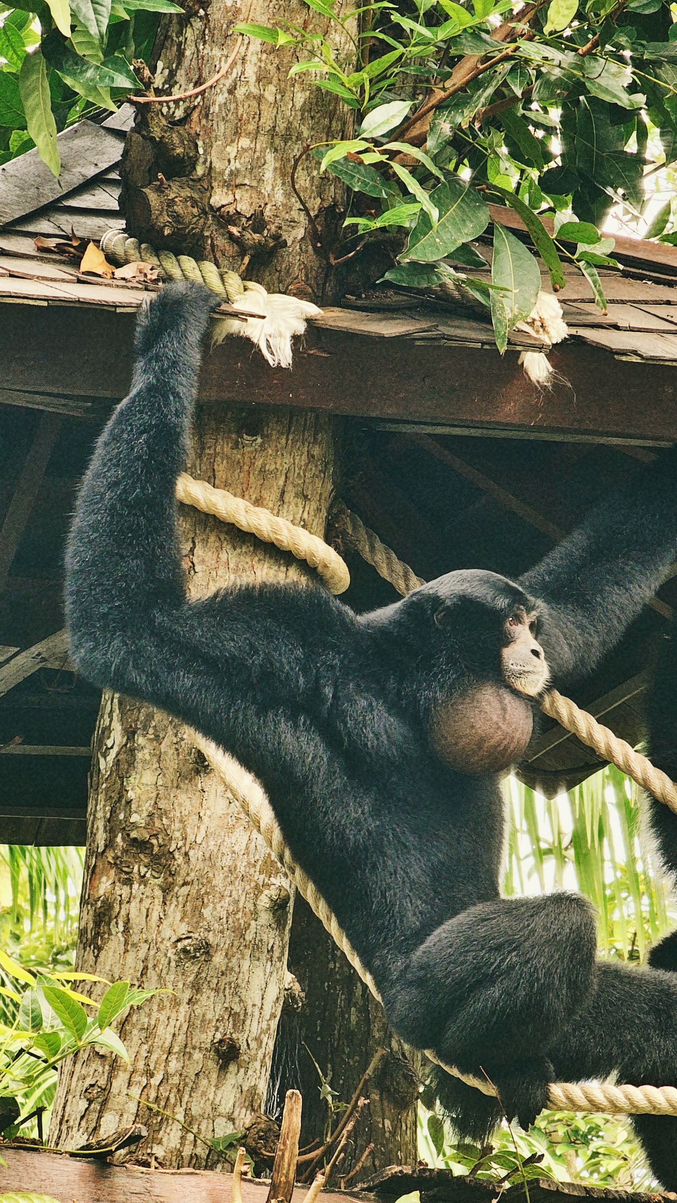 Ape Photos, Download The BEST Free Ape Stock Photos & HD Images