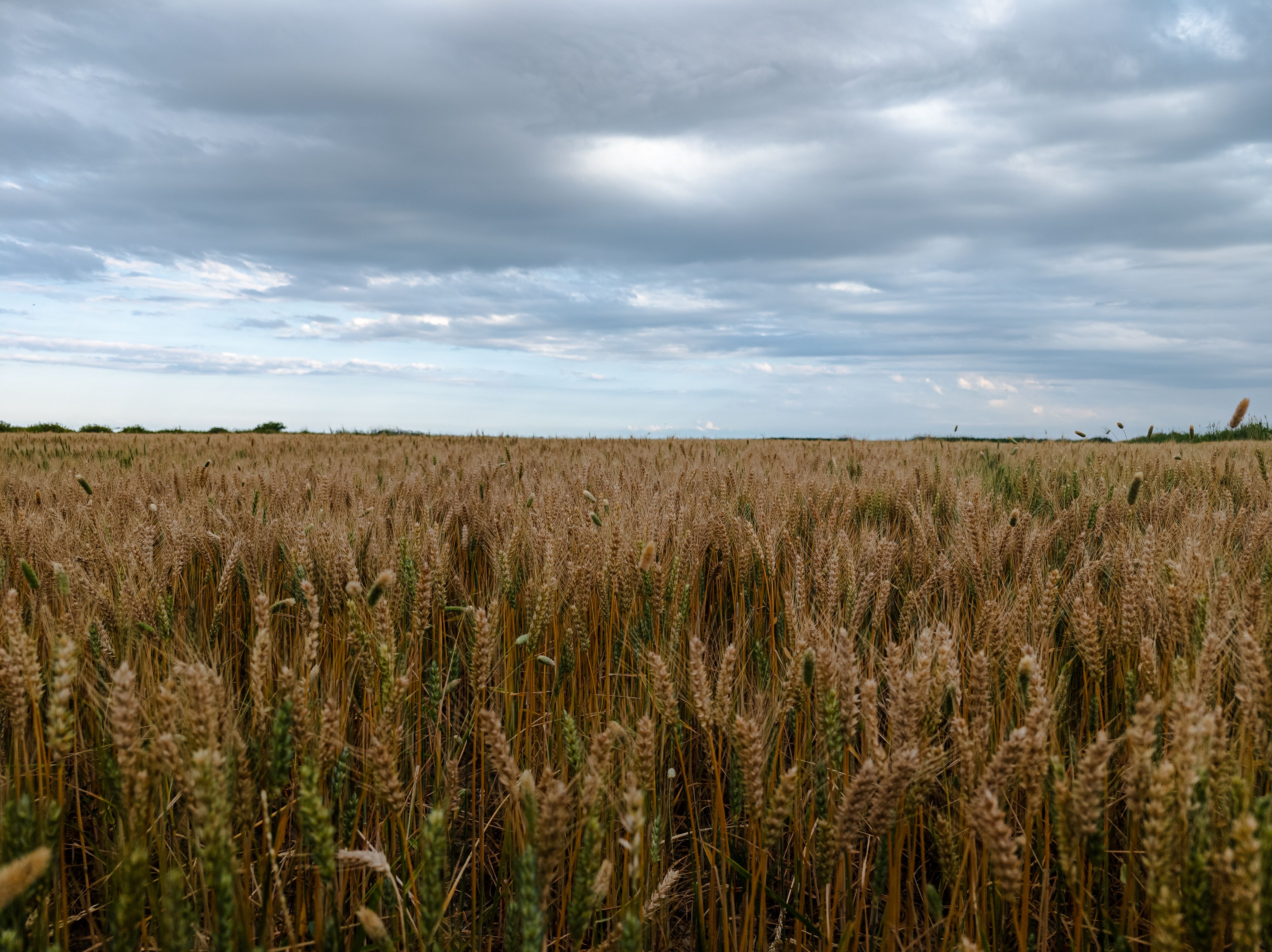 Bounty Of Crops Photos, Download The BEST Free Bounty Of Crops Stock ...
