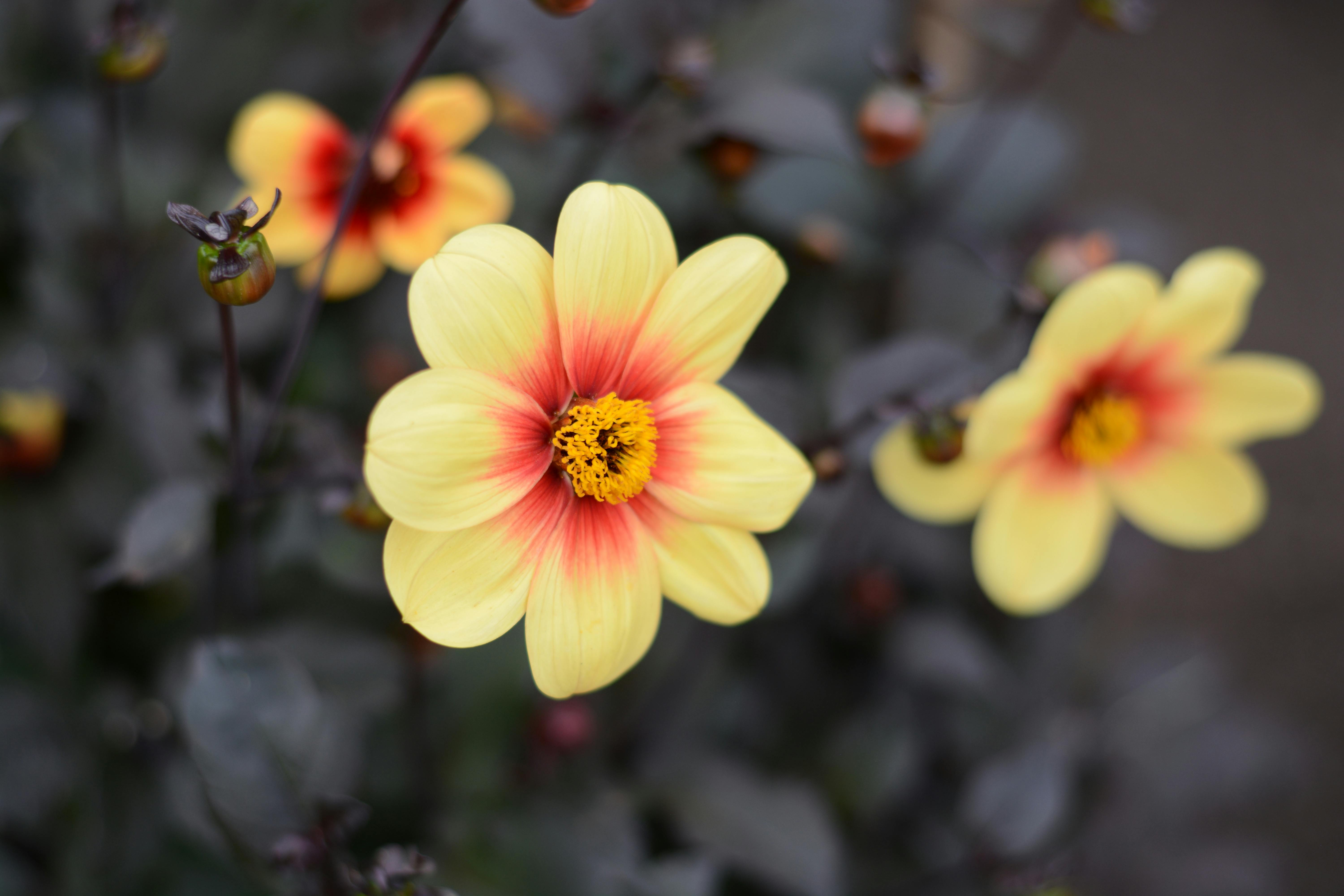 Flower Without Background Photos, Download The BEST Free Flower Without ...