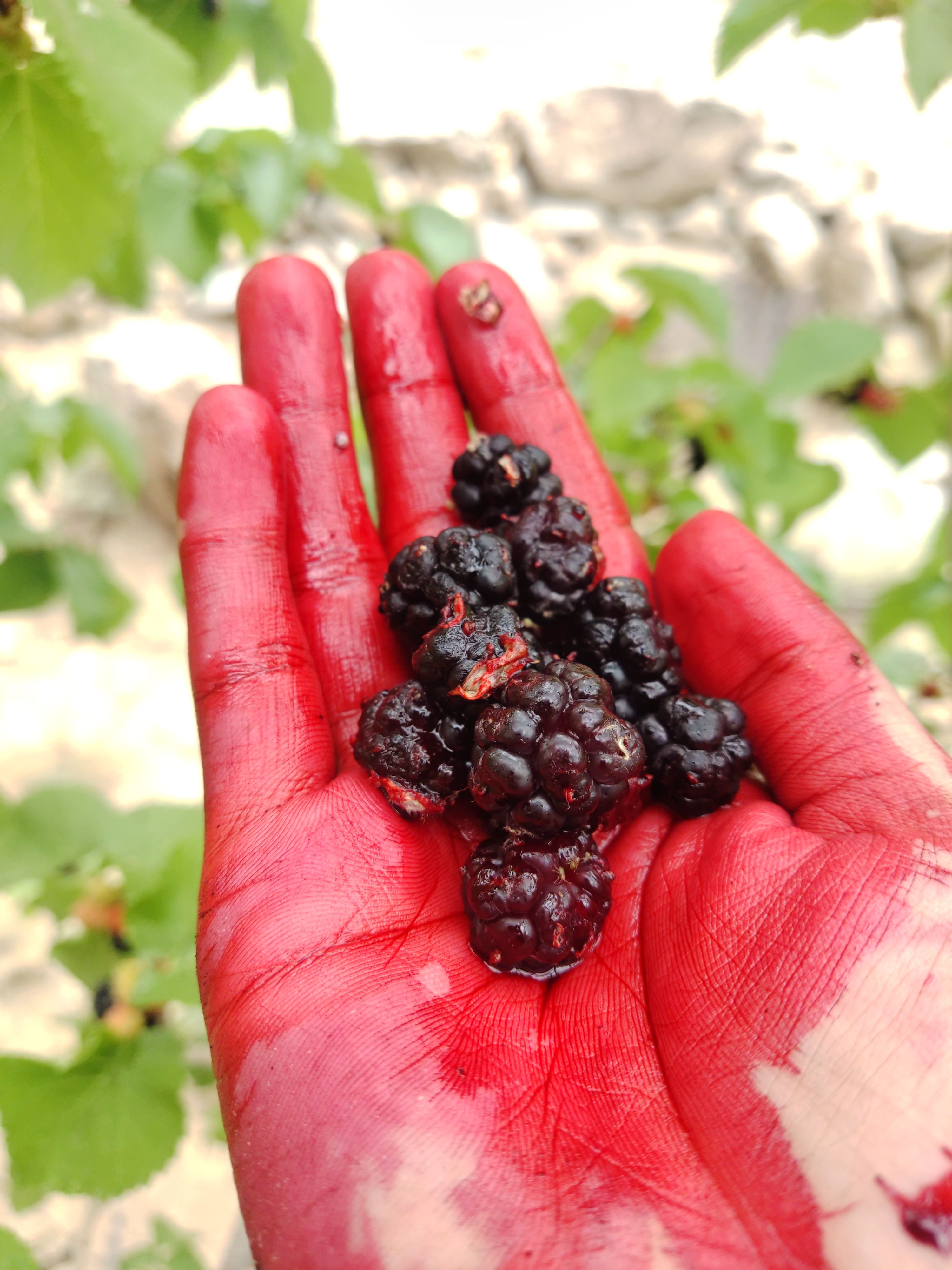 Berry Picking Photos, Download The BEST Free Berry Picking Stock Photos ...