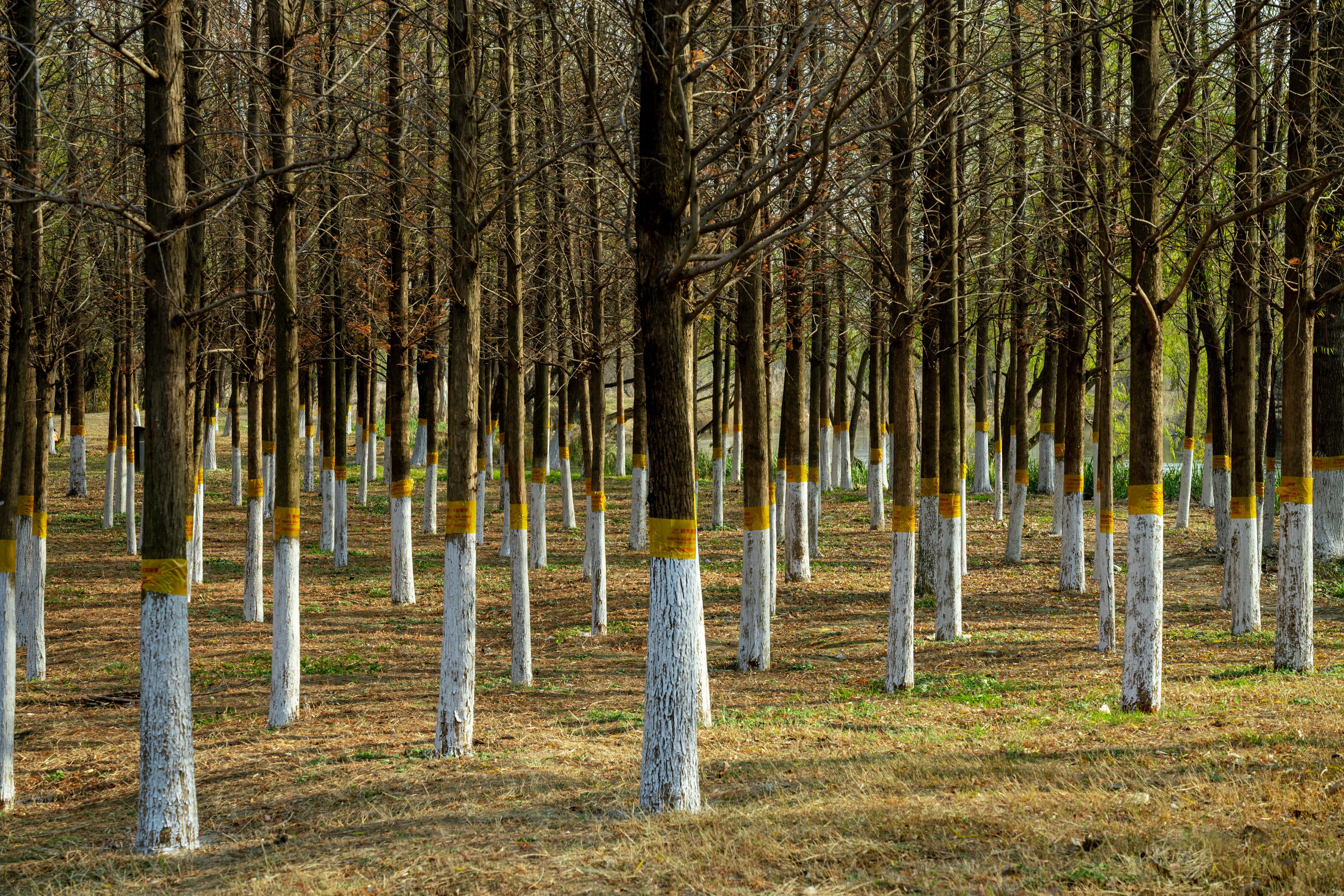 394+ Fotos y Imágenes de Reforestation Gratis · Banco de Fotos Gratis