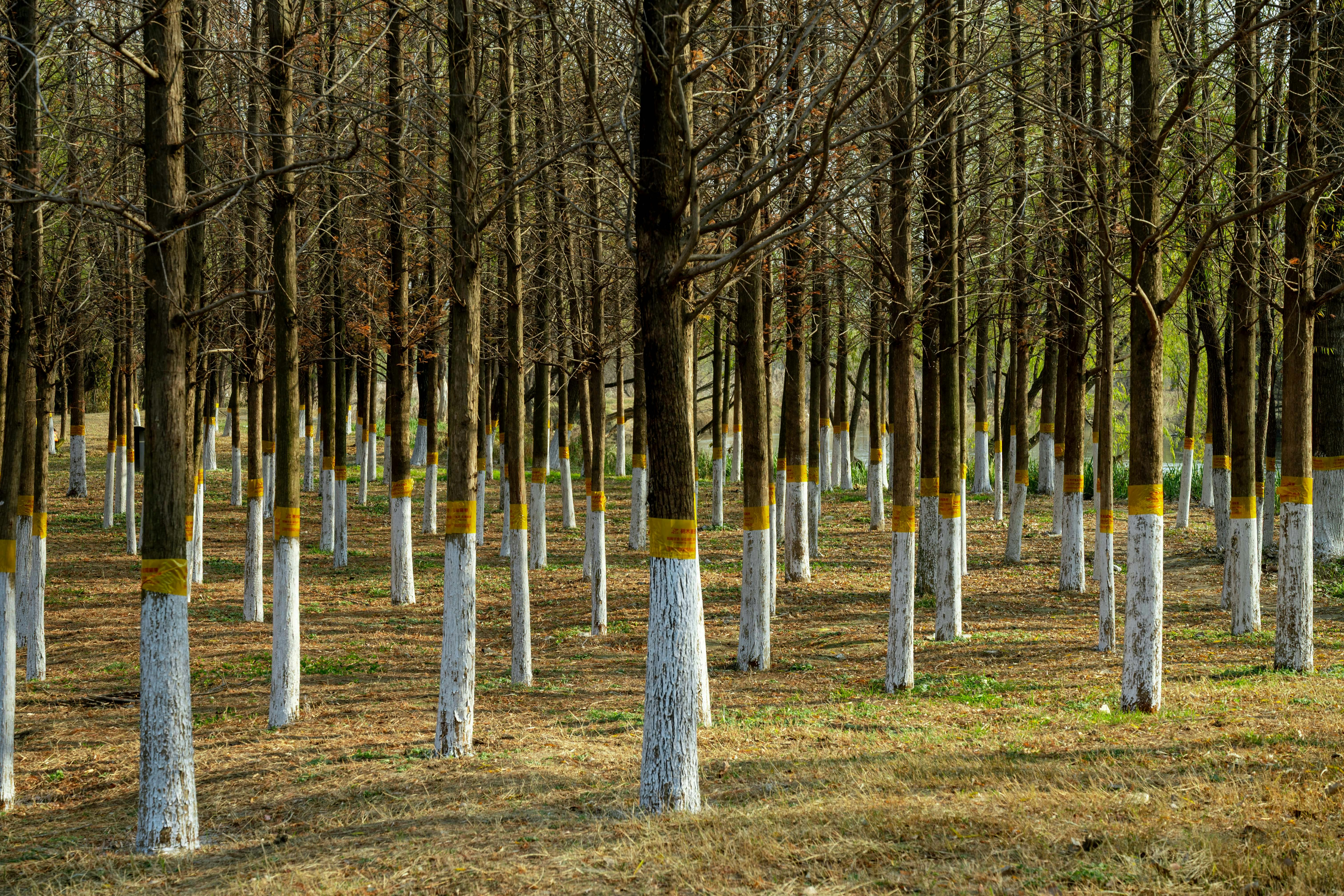 Reforestation Photos, Download The BEST Free Reforestation Stock Photos ...