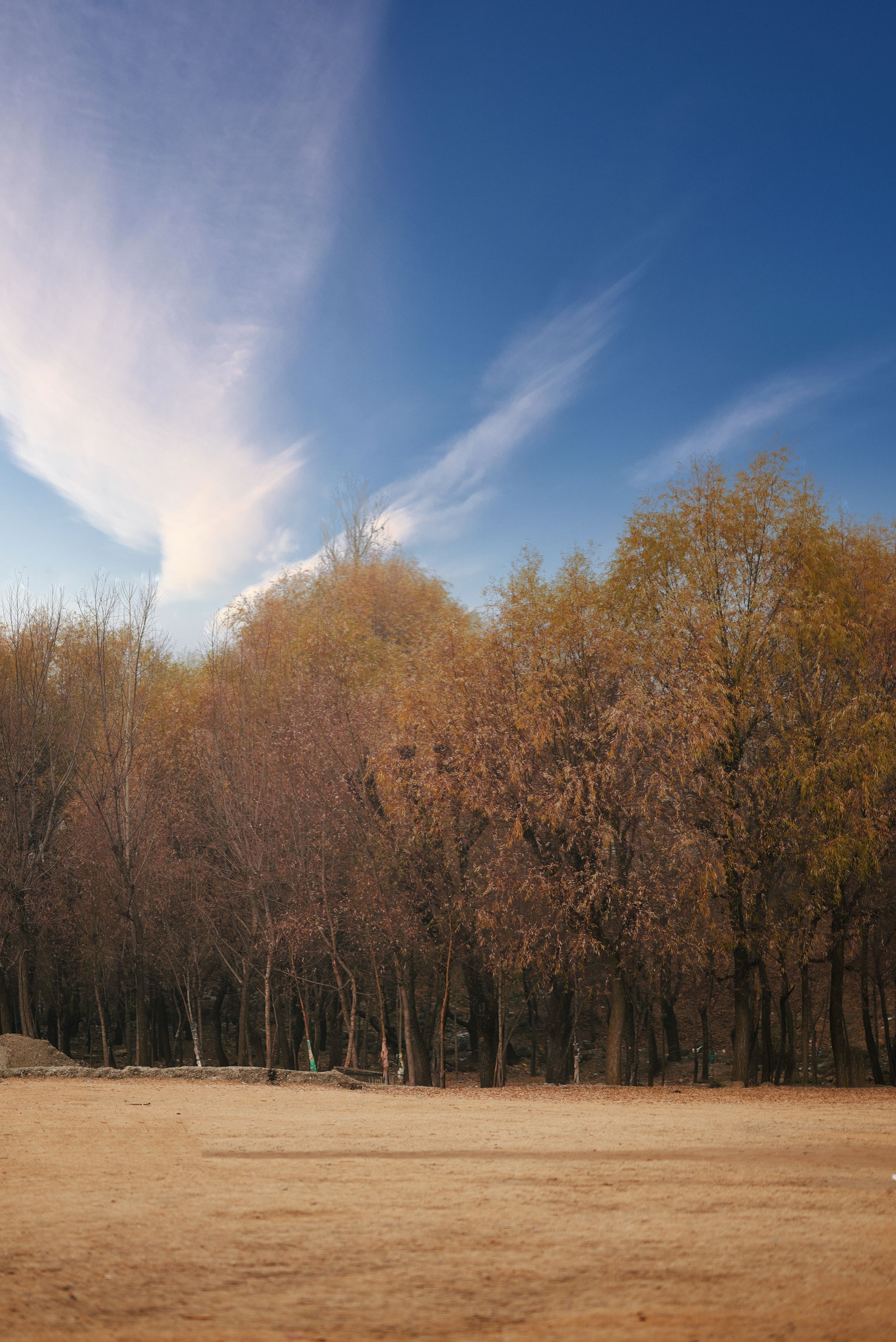 Scenic Autumn Forest with Clear Blue Sky · Free Stock Photo