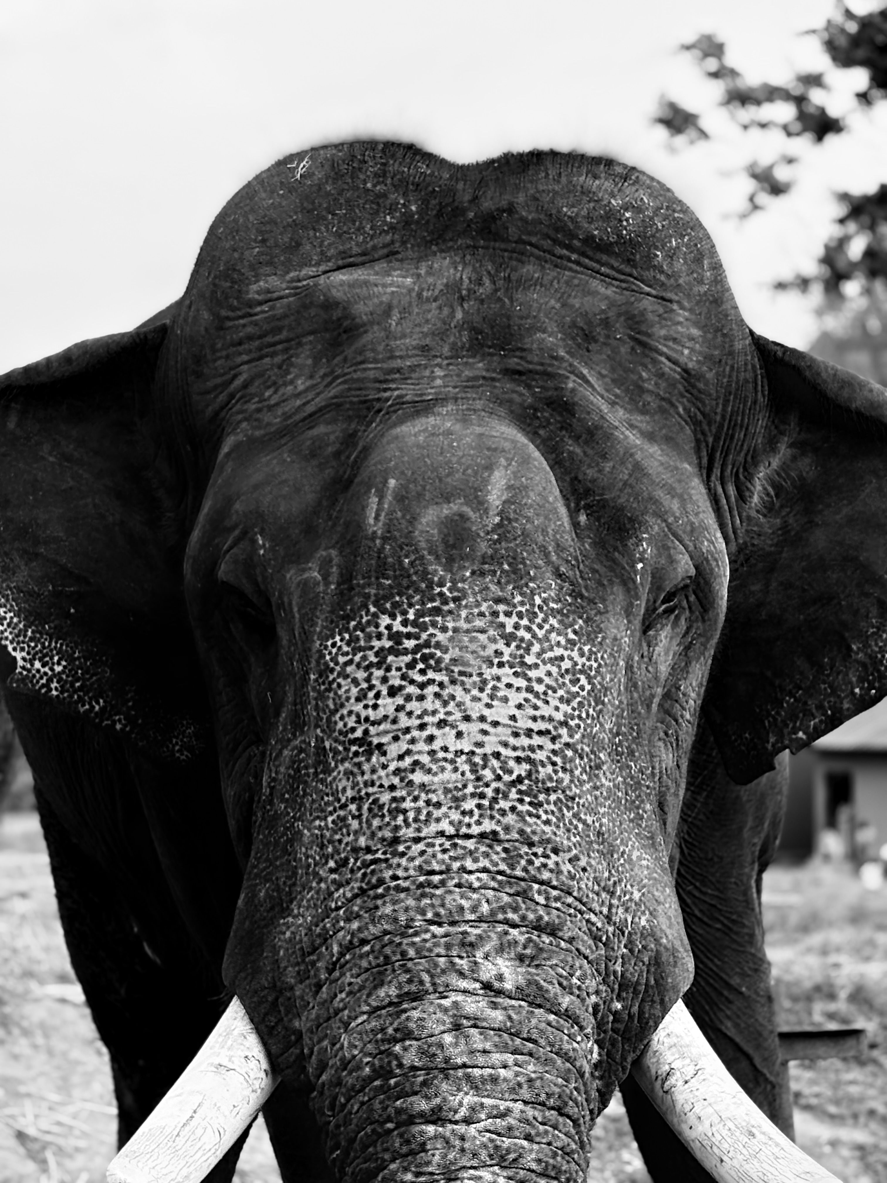 Giant Photos, Download The BEST Free Giant Stock Photos & HD Images