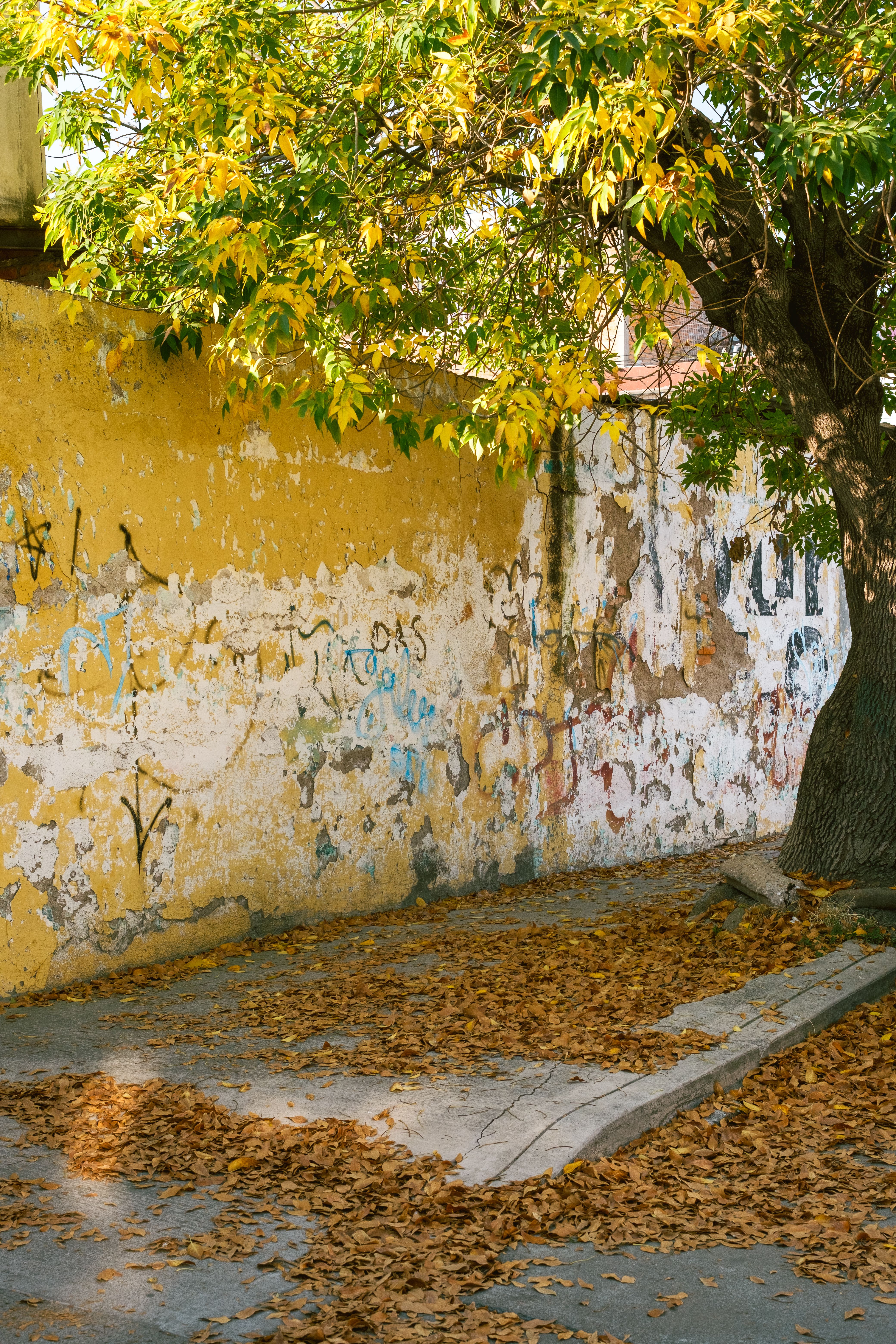 Autumn Leaves by Weathered Graffiti Wall · Free Stock Photo