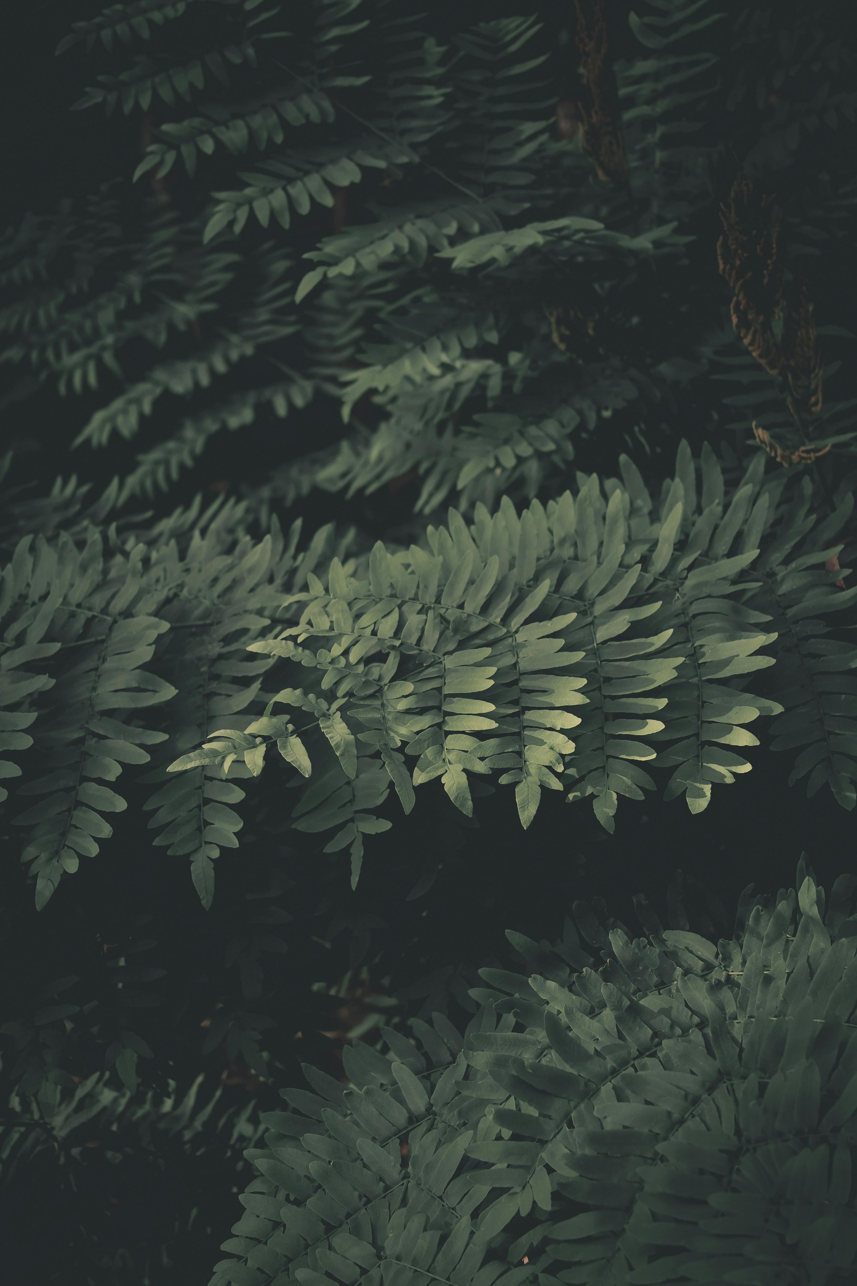 Tree branches with spiky leaves in forest · Free Stock Photo
