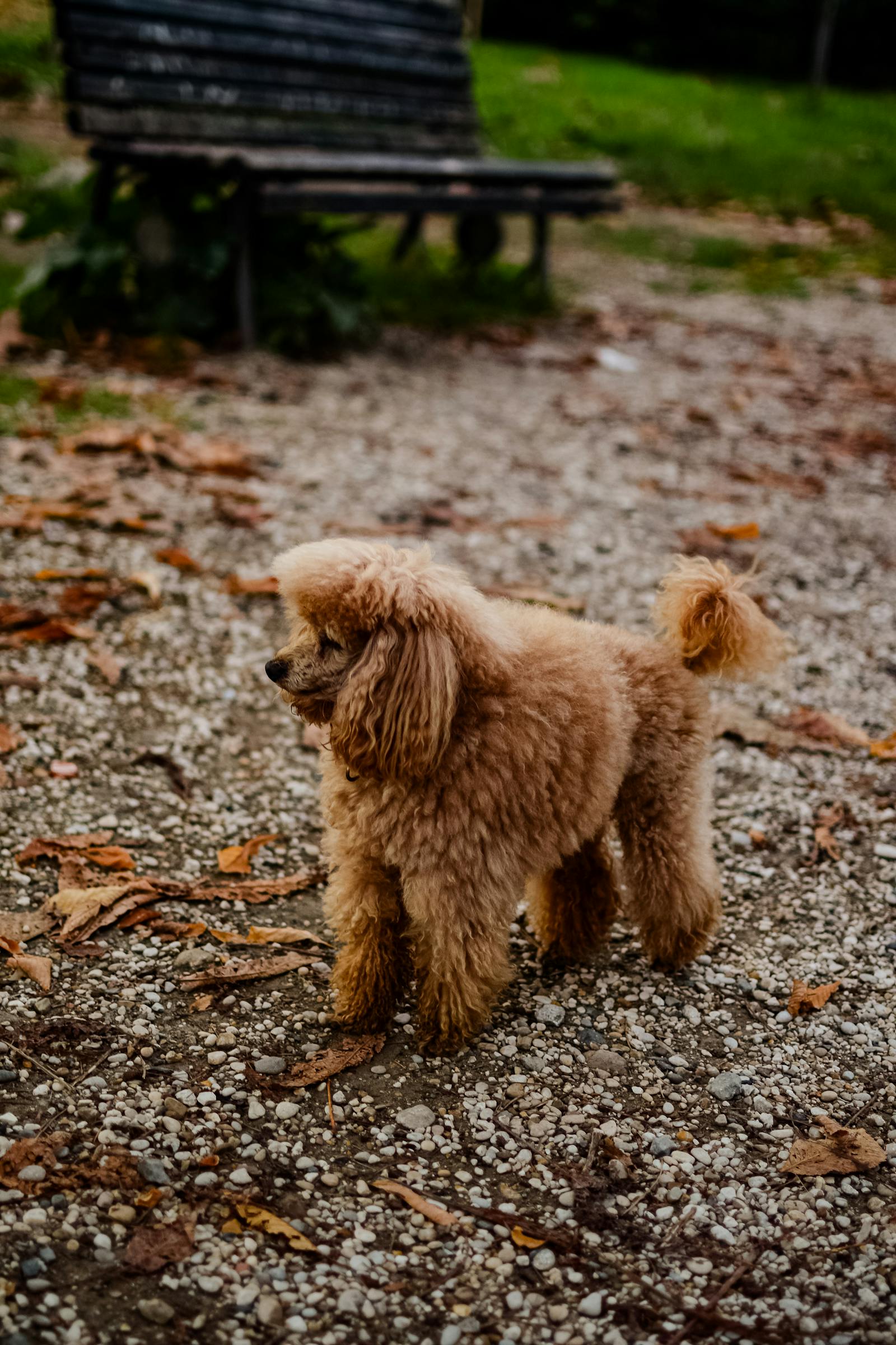Poodle Photos, Download The BEST Free Poodle Stock Photos & HD Images