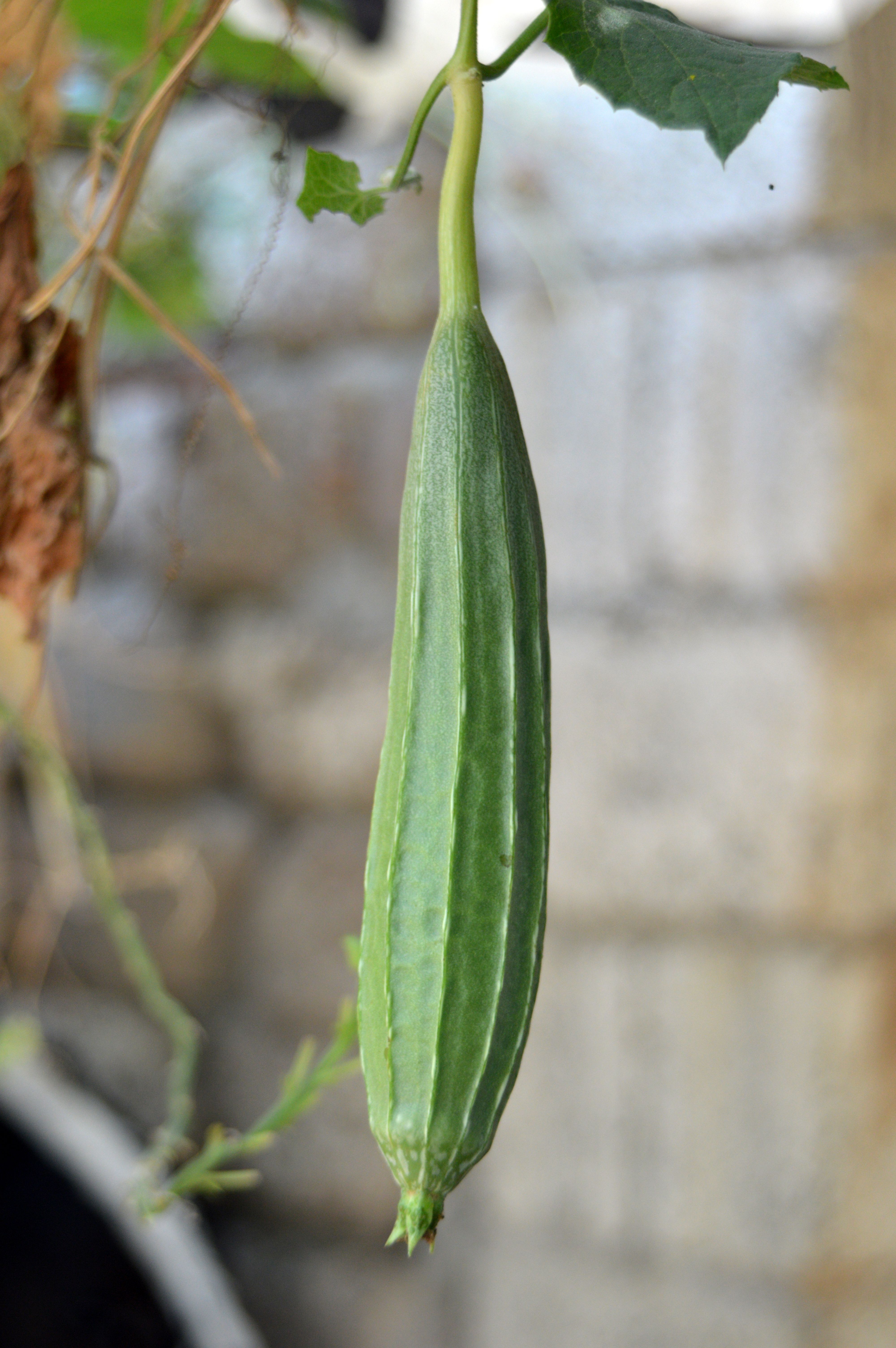 Close-Up of a Hanging Ridge Gourd in Garden · Free Stock Photo