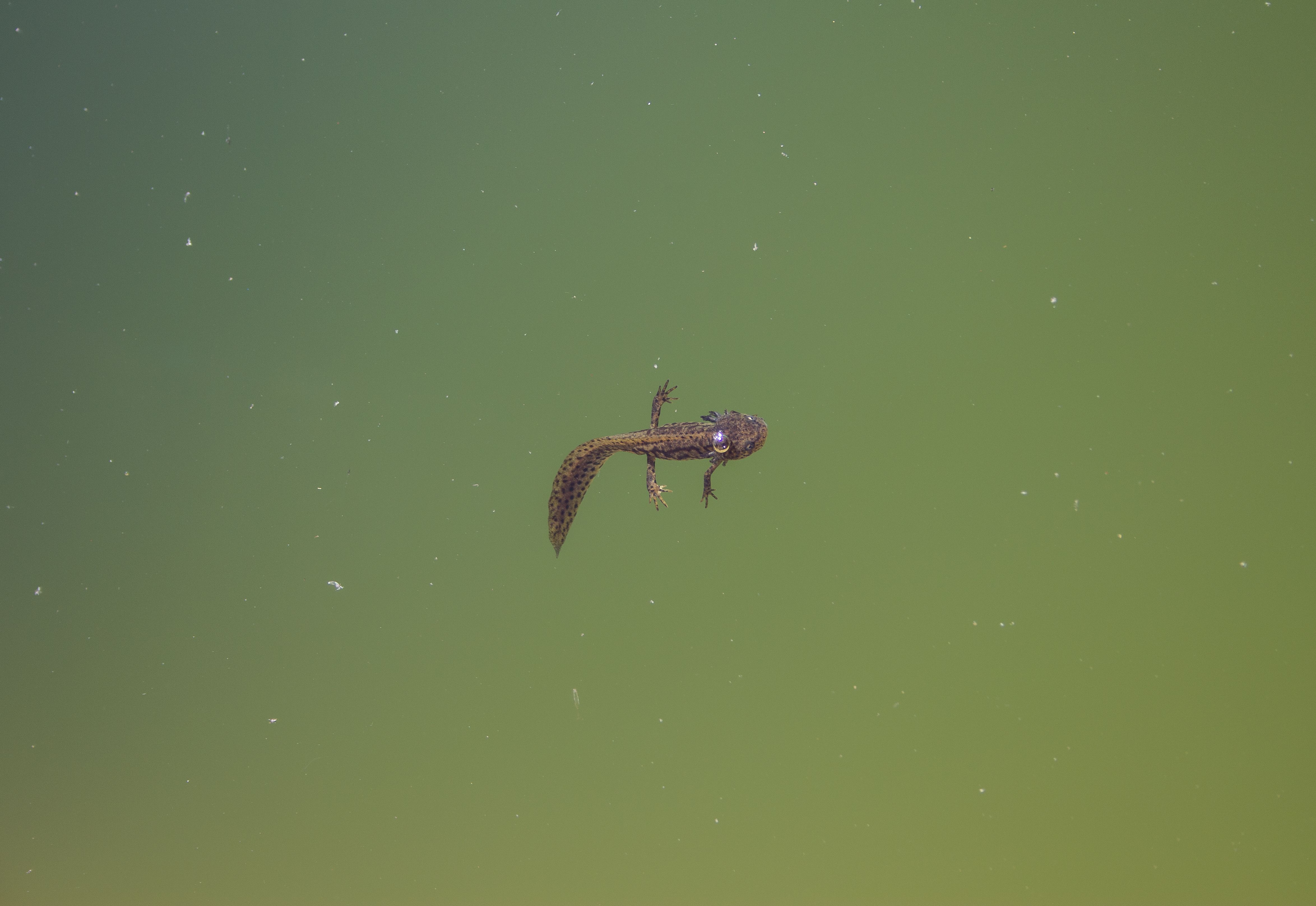 Tadpole Swimming in Green Pond Water · Free Stock Photo