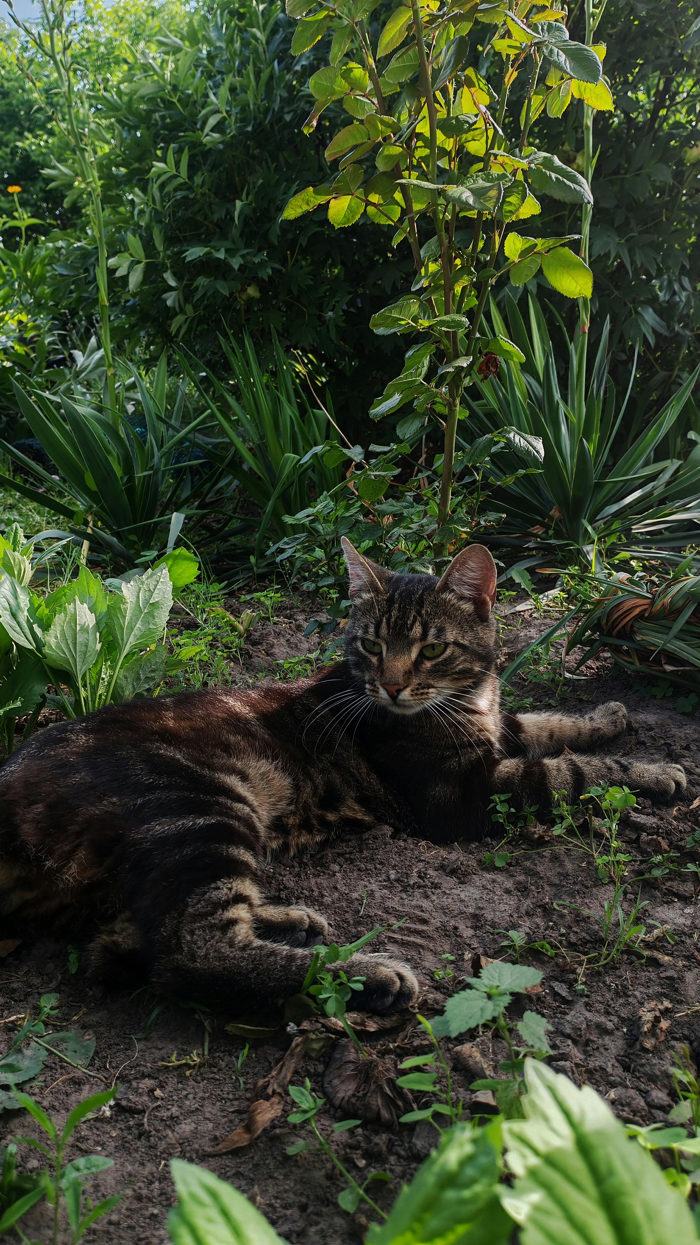 Meow Photos, Download The BEST Free Meow Stock Photos & HD Images