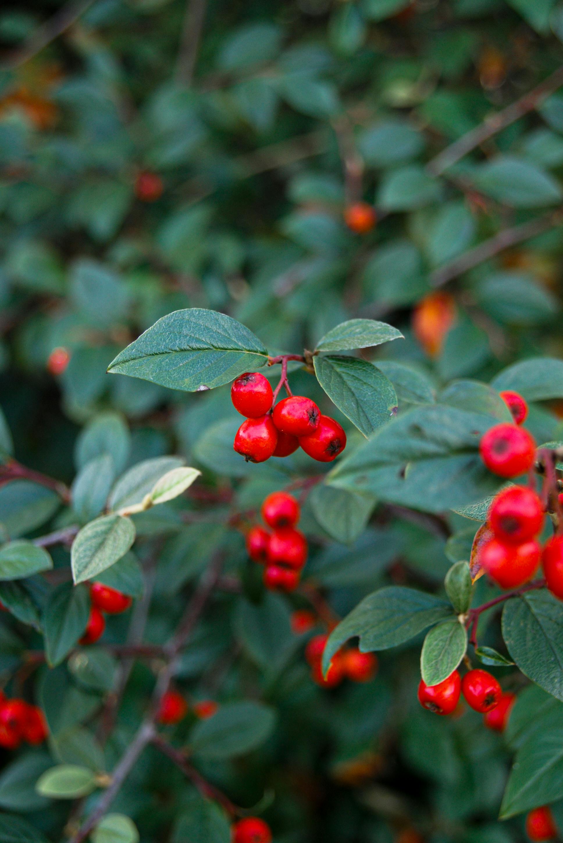 Capgemini+Wallpaper Photos, Download The BEST Free Capgemini+Wallpaper ...