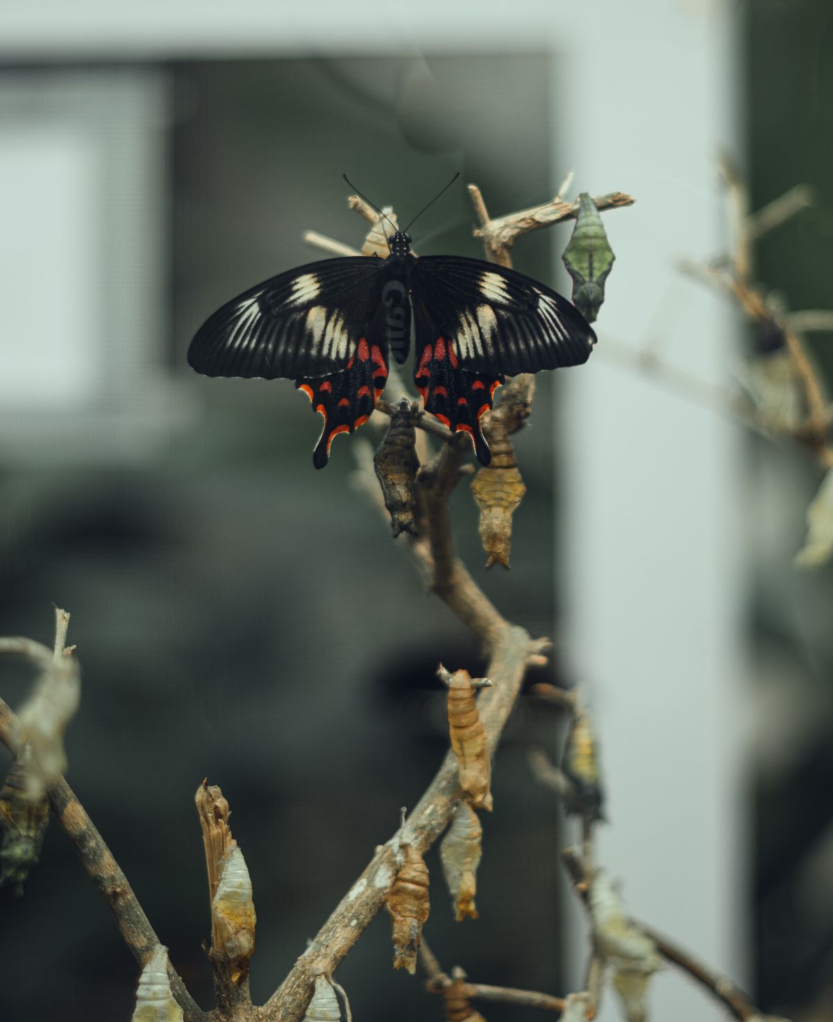 Butterfly Aesthetic Photos, Download The BEST Free Butterfly Aesthetic ...