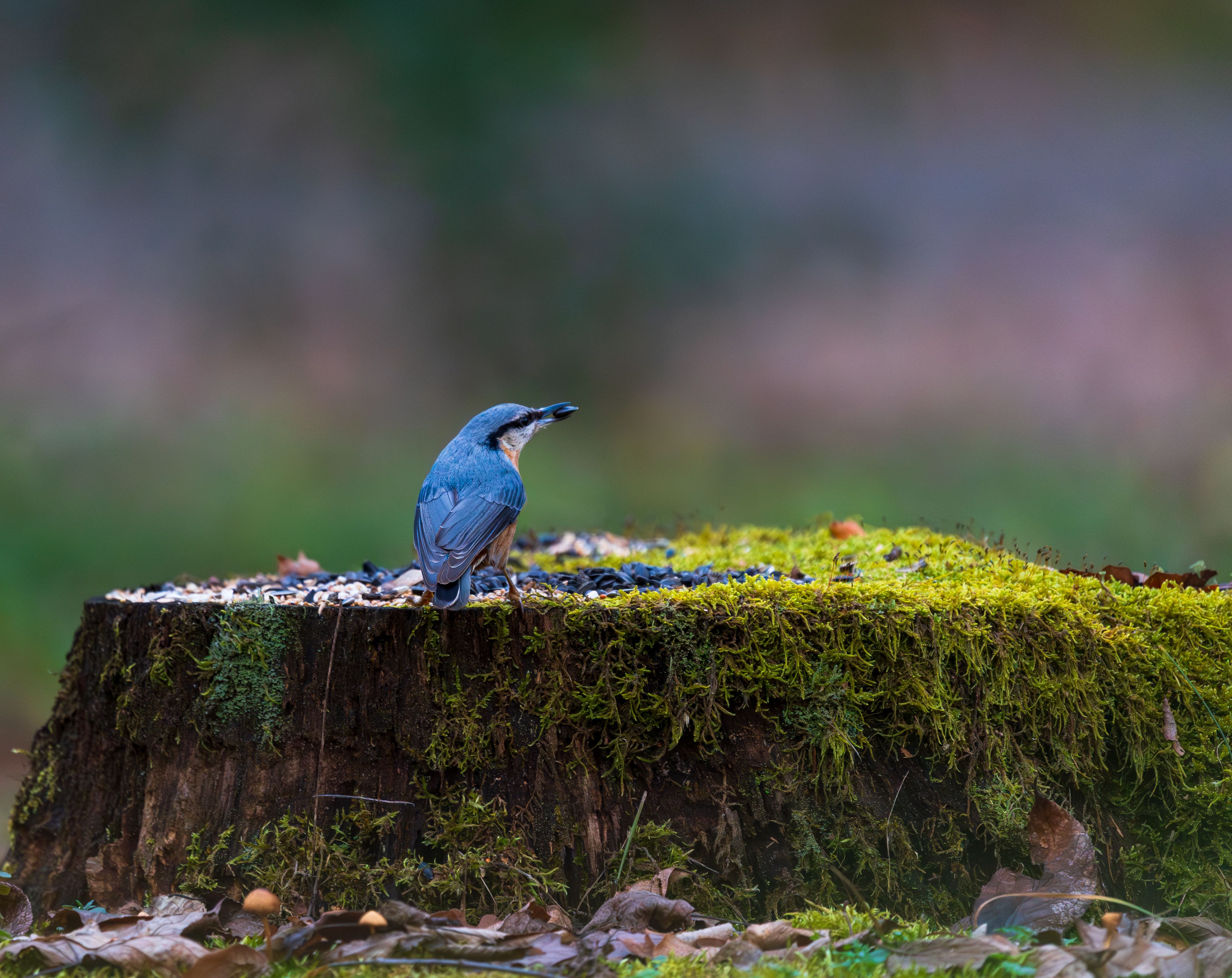 Blue Nuthatch on Moss-Covered Tree Stump · Free Stock Photo