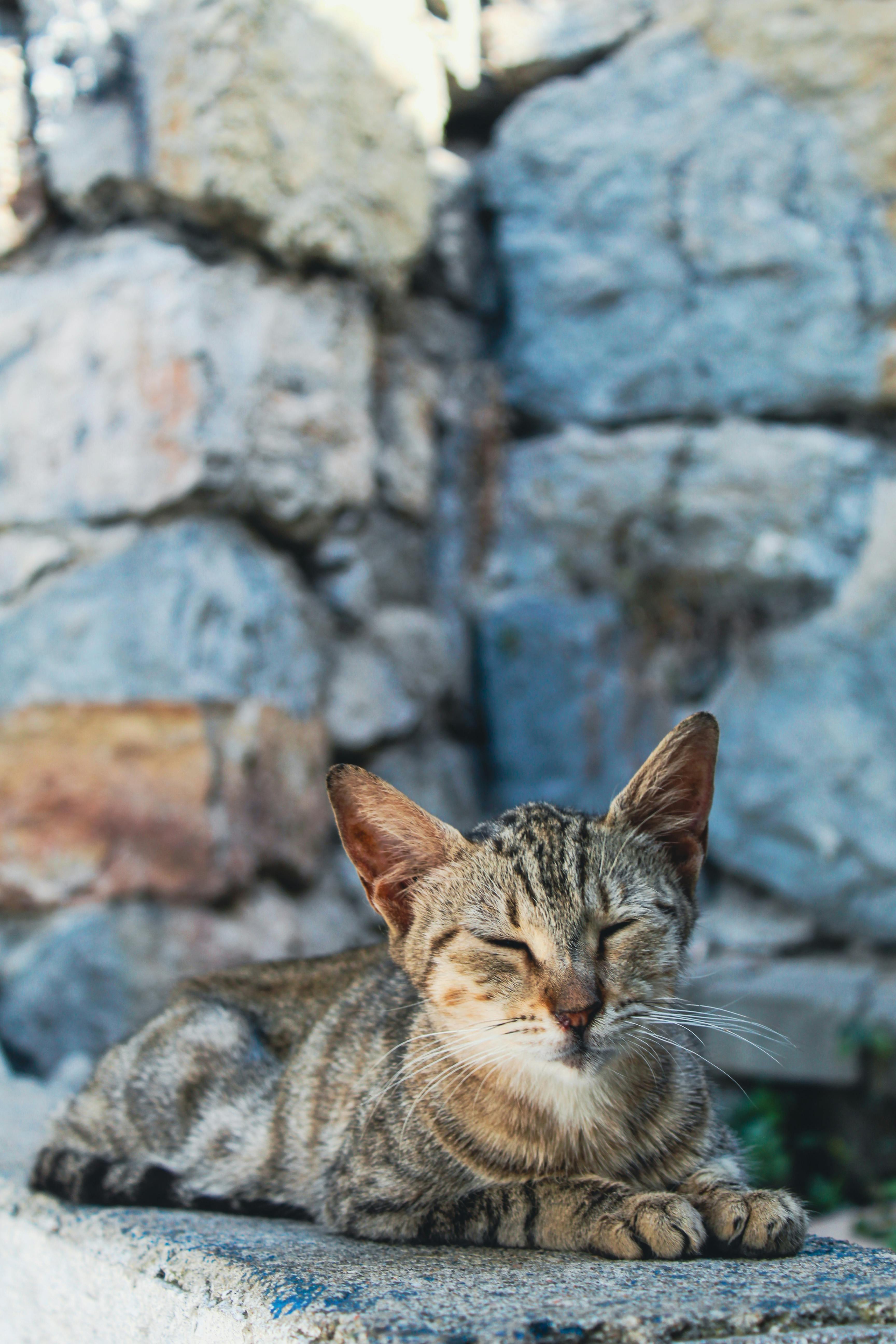 Turkey Animal Photos, Download The BEST Free Turkey Animal Stock Photos ...