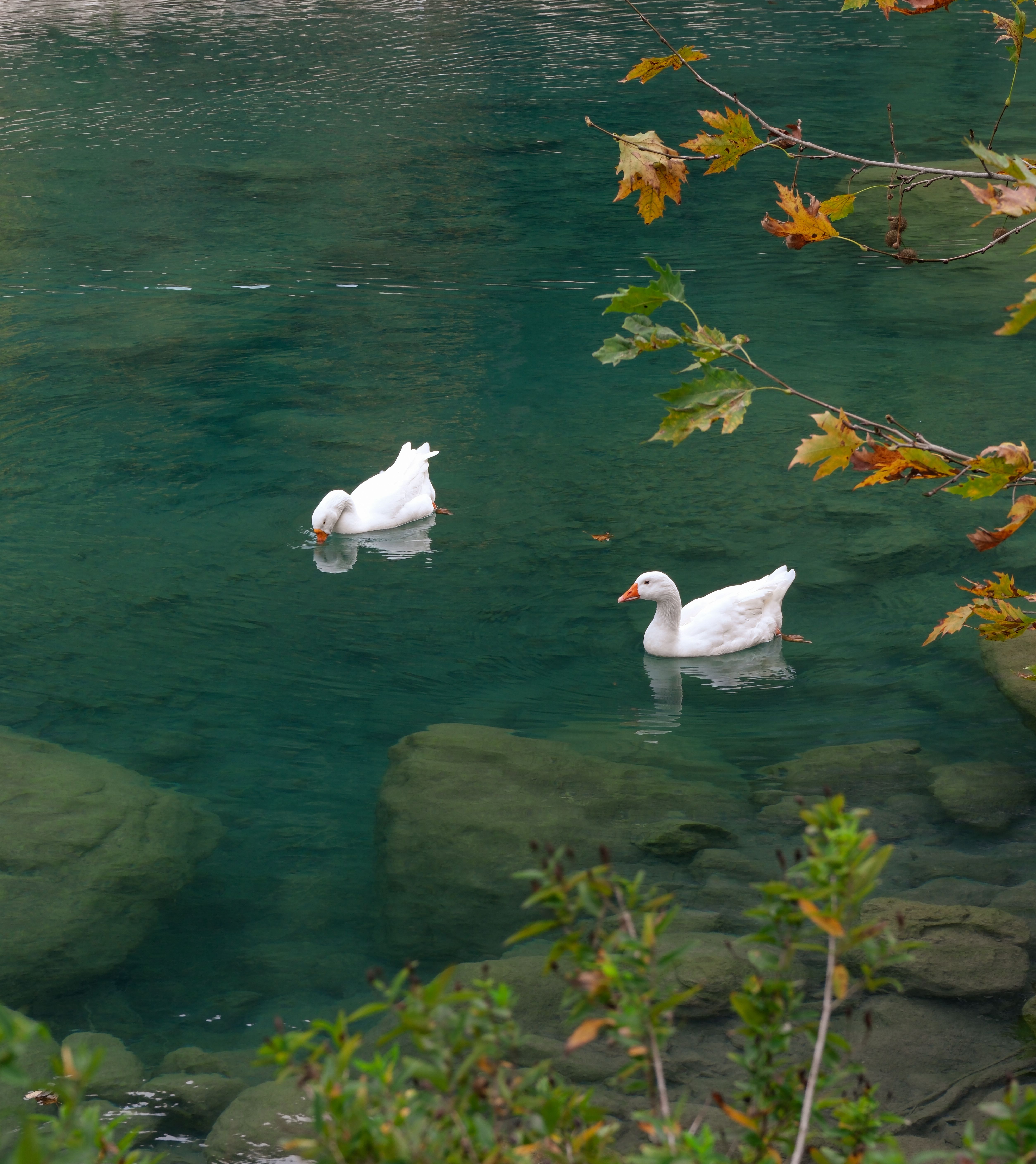 Peaceful Scene of Ducks in Clear Water · Free Stock Photo
