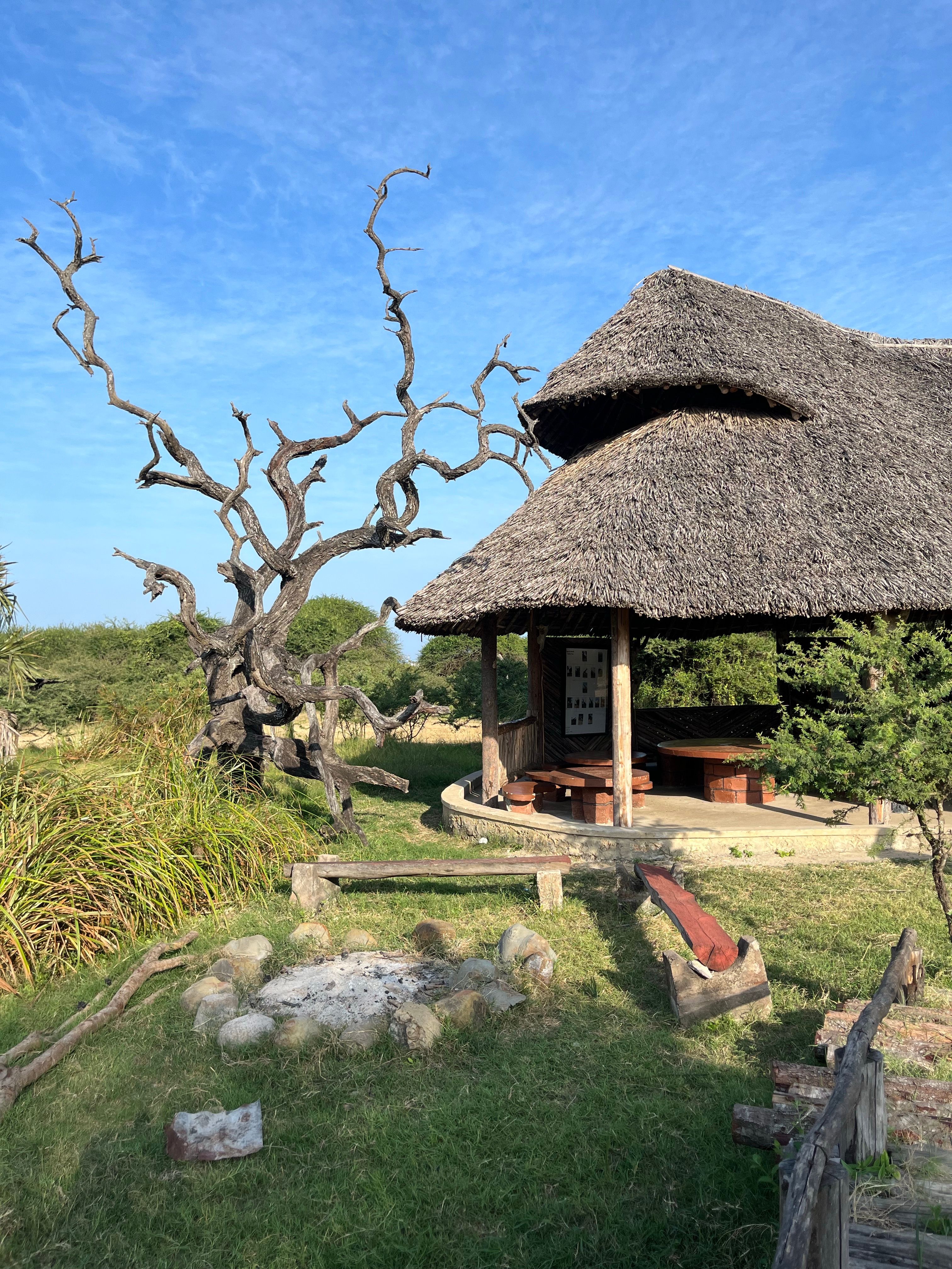 Rustic African Hut with Barren Tree and Firepit · Free Stock Photo