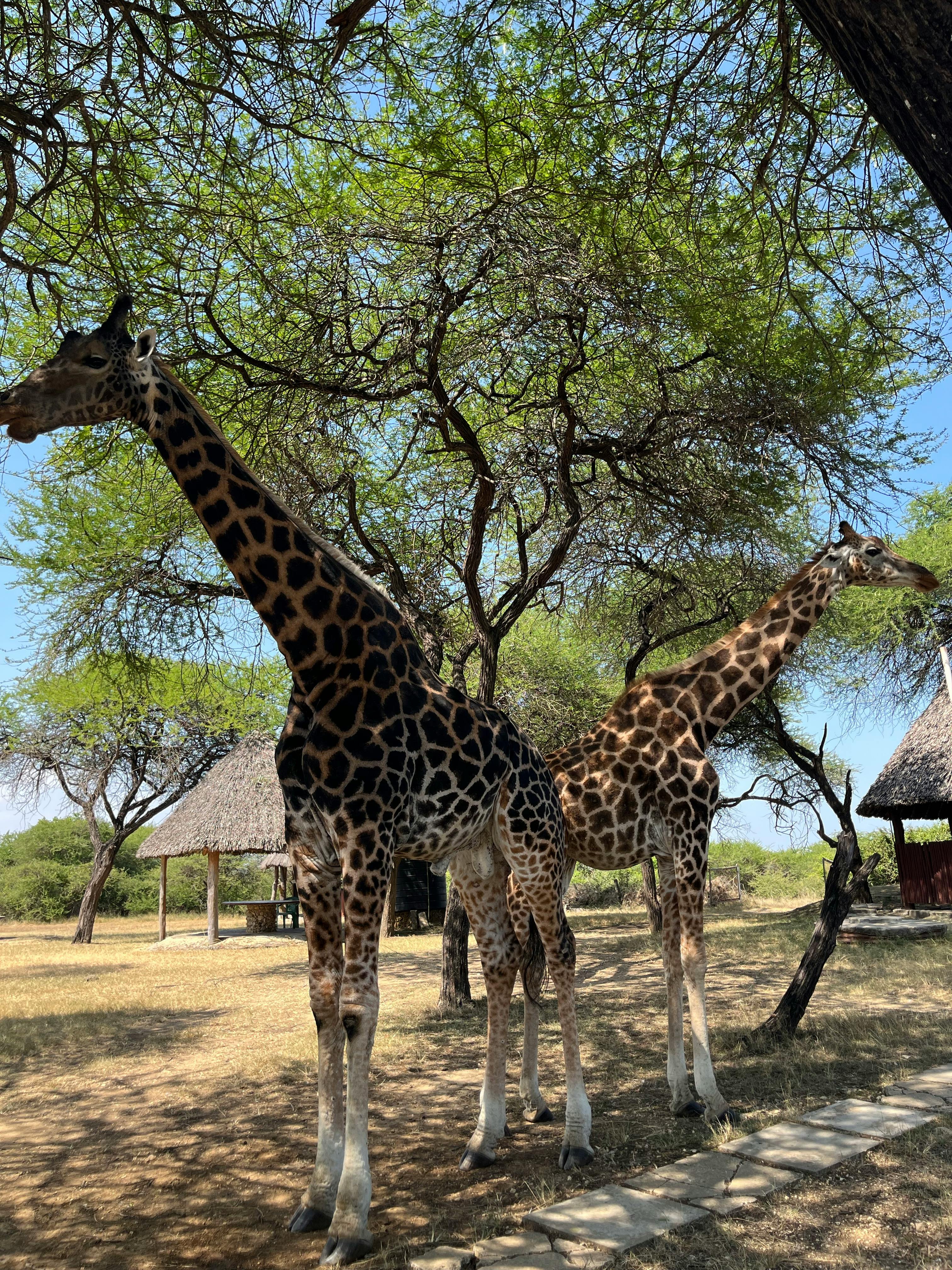 Kuma+Tamu+Kenya+Picha Photos, Download The BEST Free Kuma+Tamu+Kenya ...