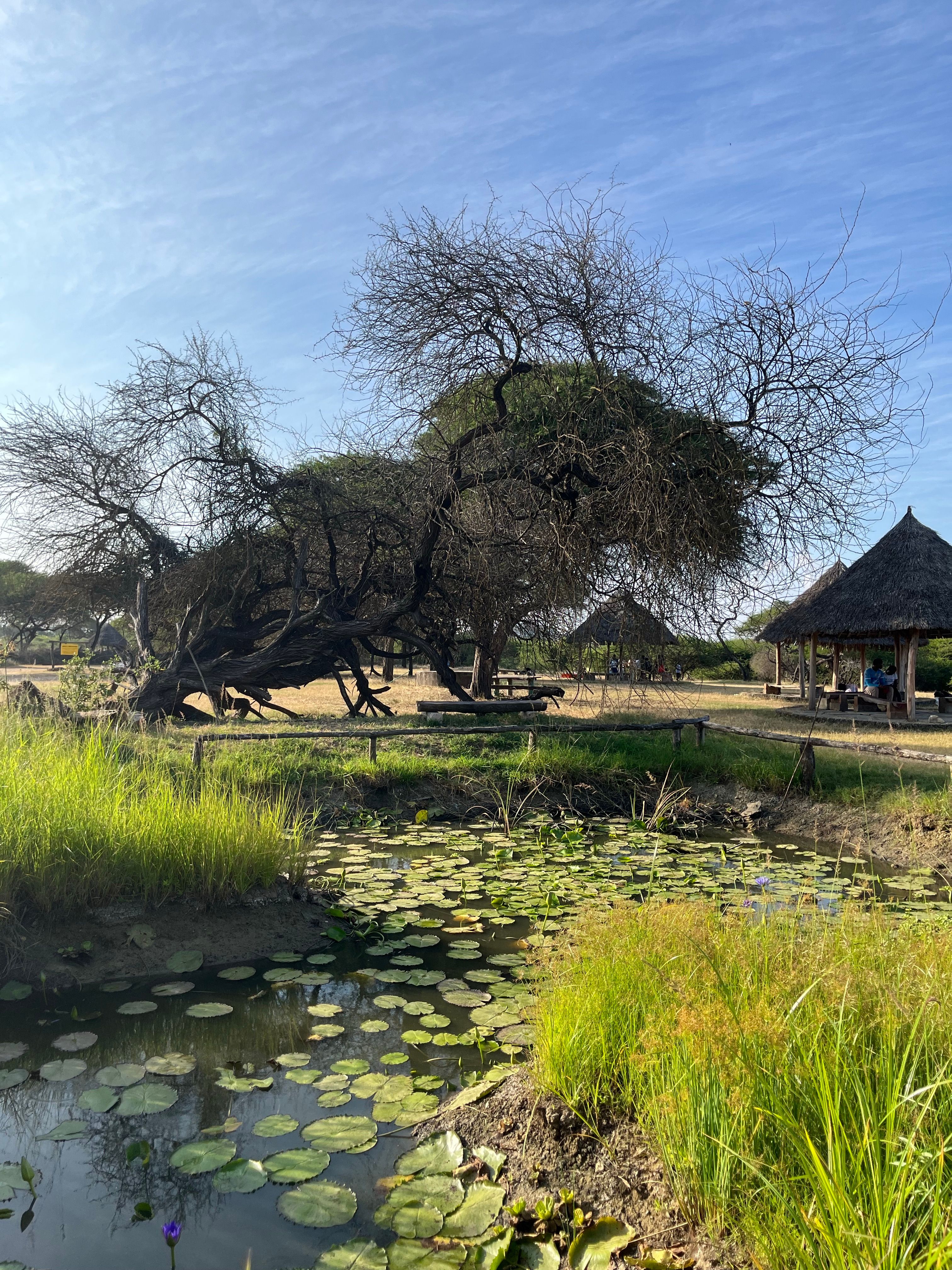 Serene Landscape with Pond and Rustic Huts · Free Stock Photo