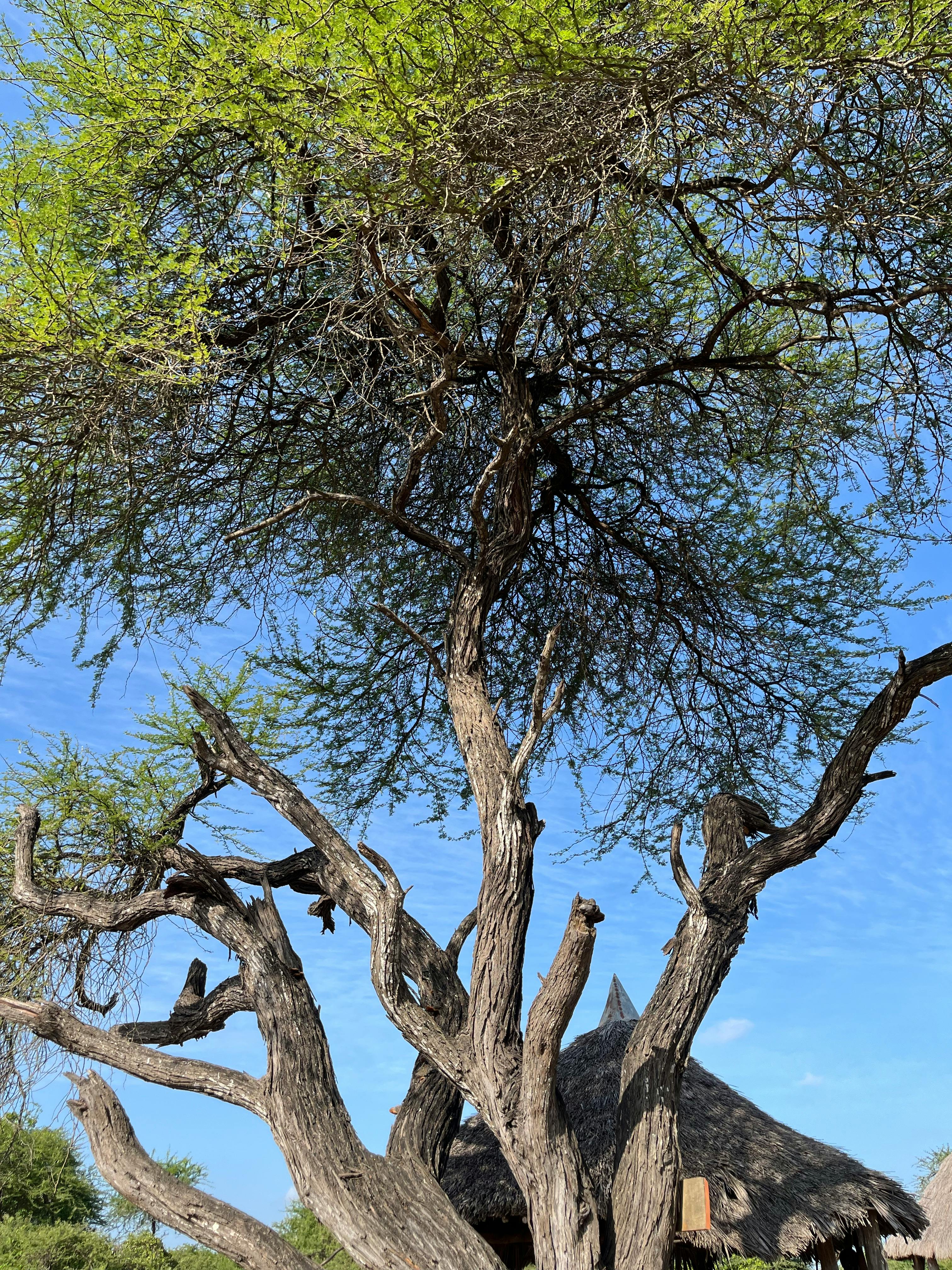 Kuma+Tamu+Kenya+Picha Photos, Download The BEST Free Kuma+Tamu+Kenya ...