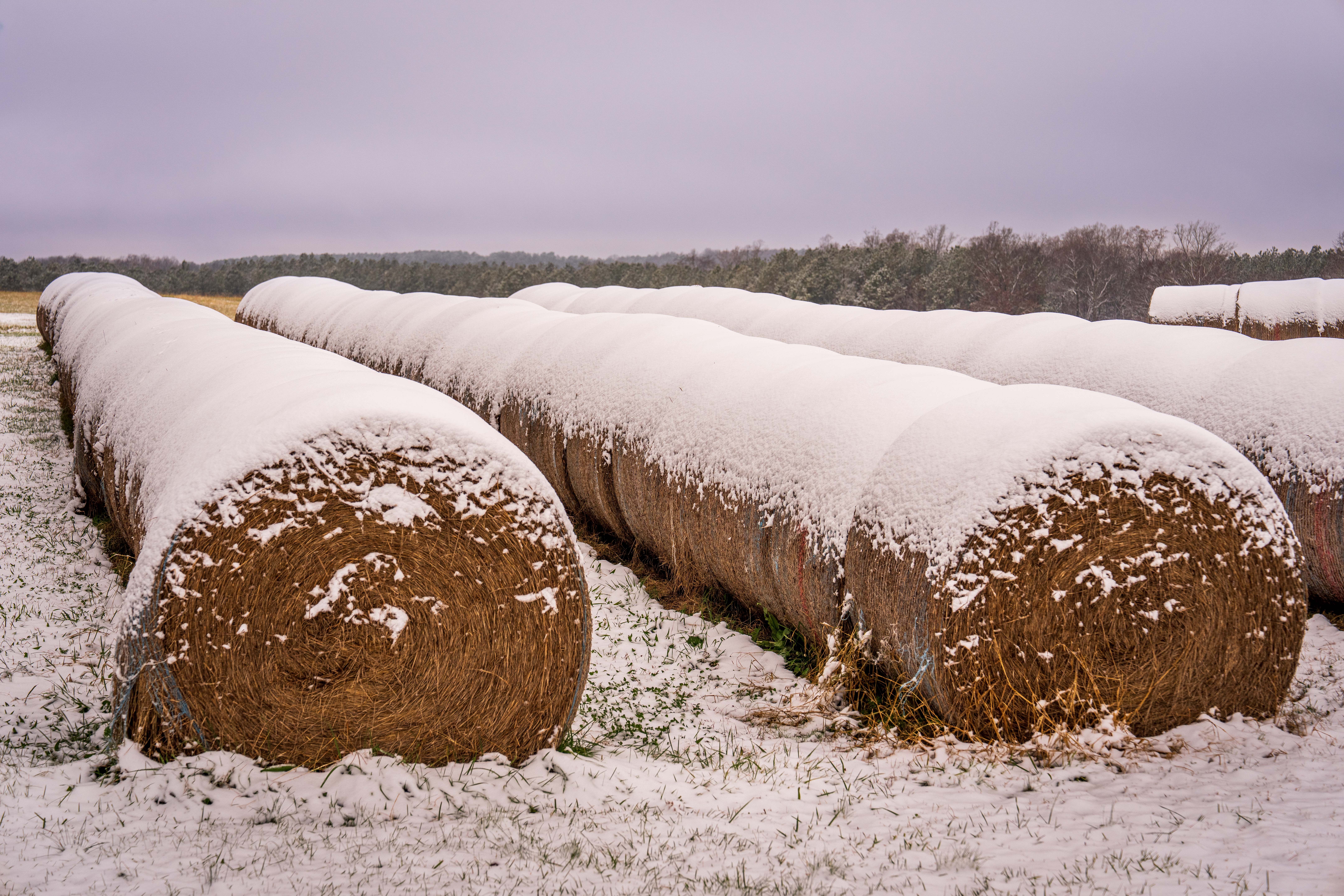 Snow-Covered Hay Bales in a Winter Field · Free Stock Photo
