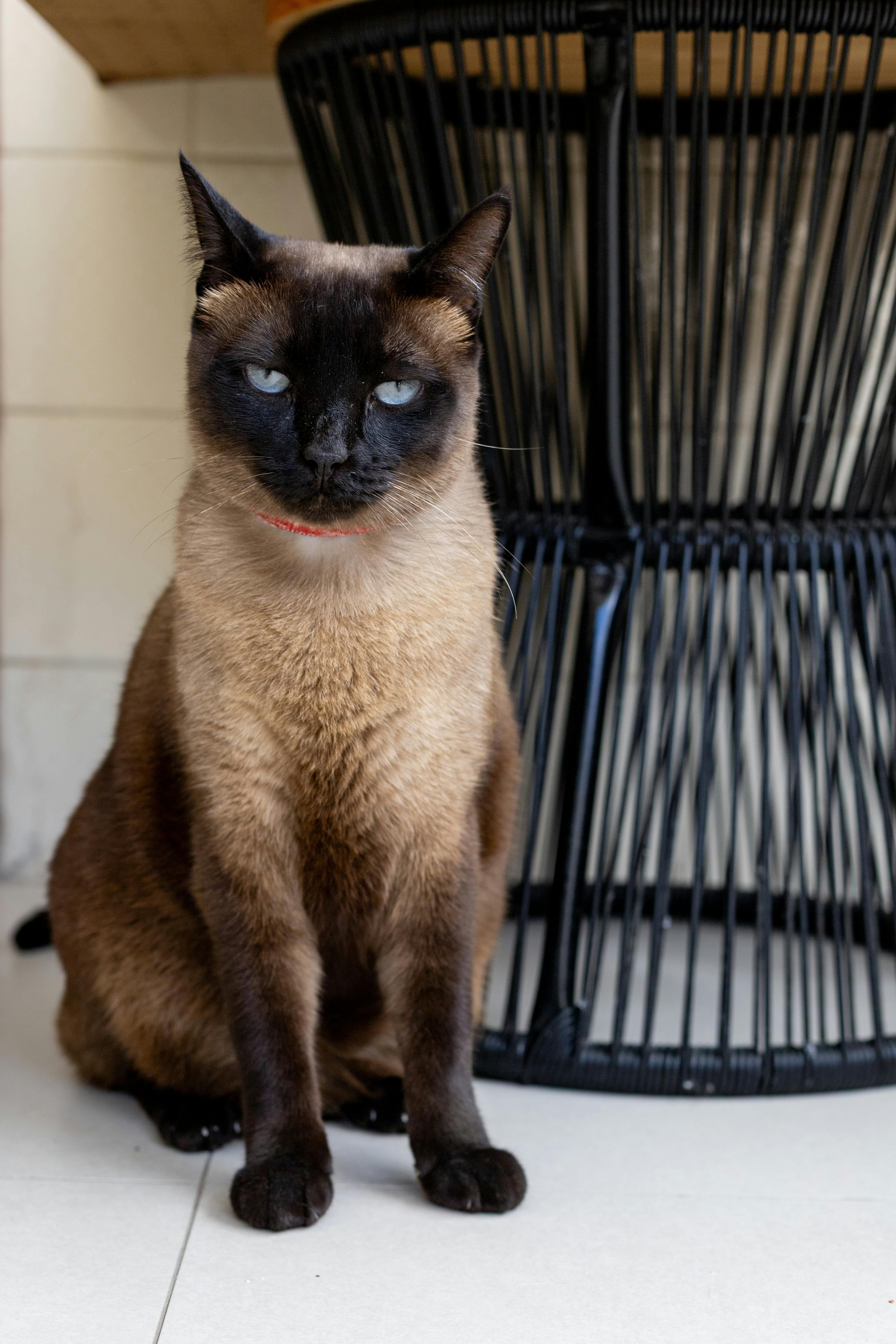 Cat Reaction Photos, Download The BEST Free Cat Reaction Stock Photos ...