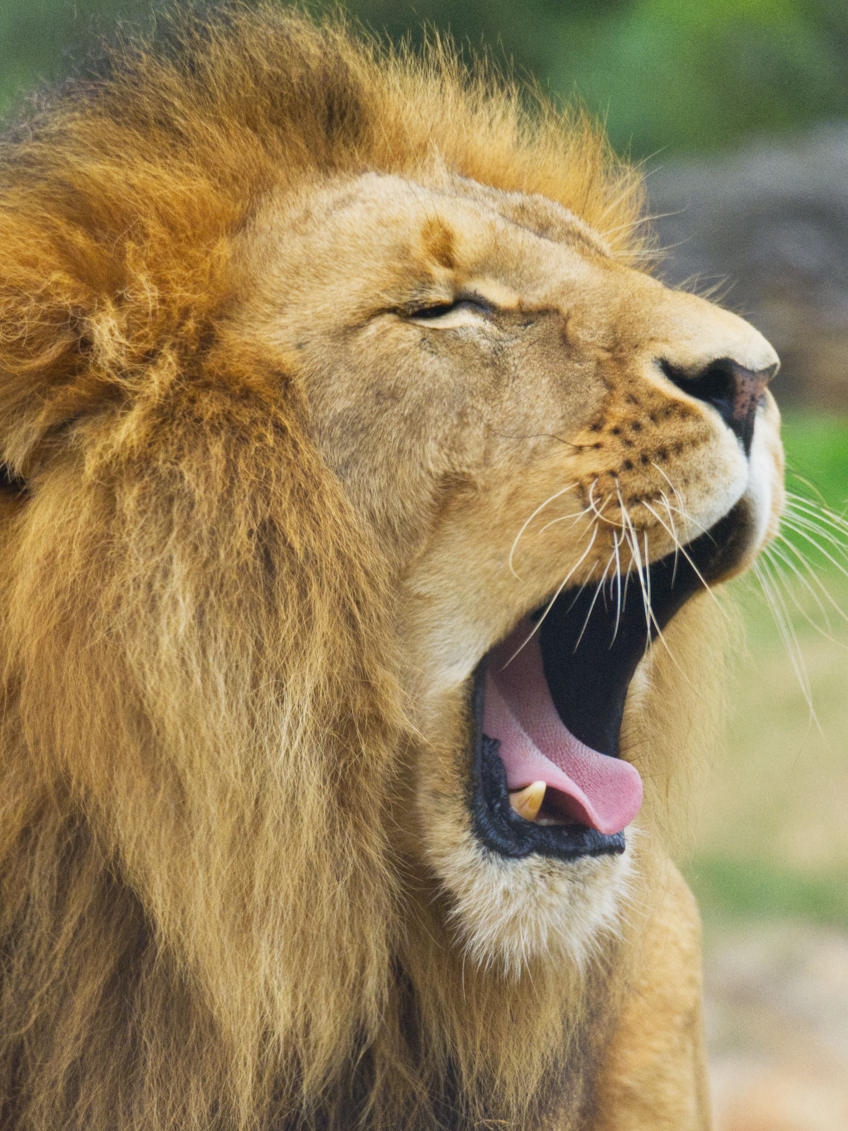 Yawning Photos, Download The BEST Free Yawning Stock Photos & HD Images