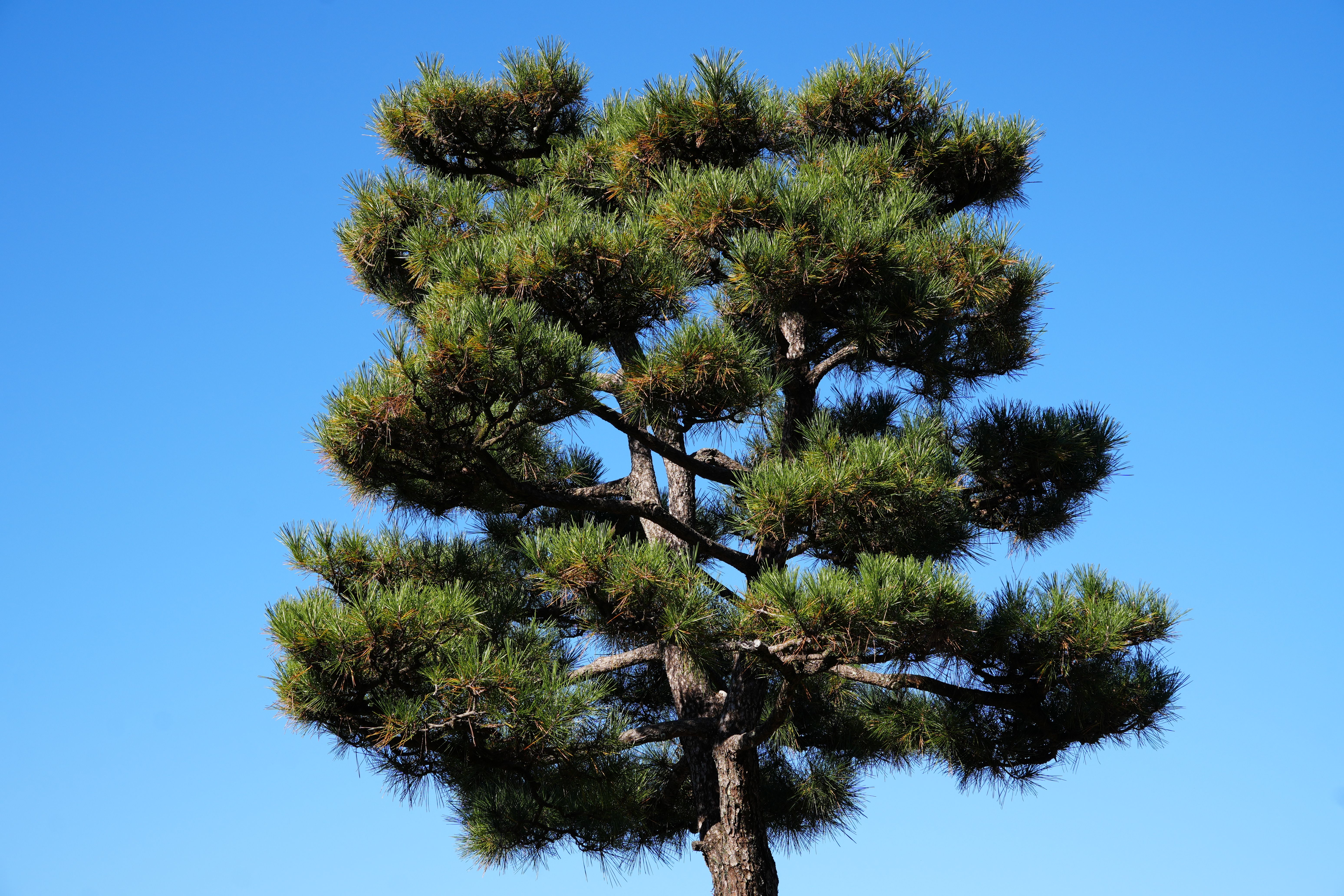 Black Tree Photos, Download The BEST Free Black Tree Stock Photos & HD ...