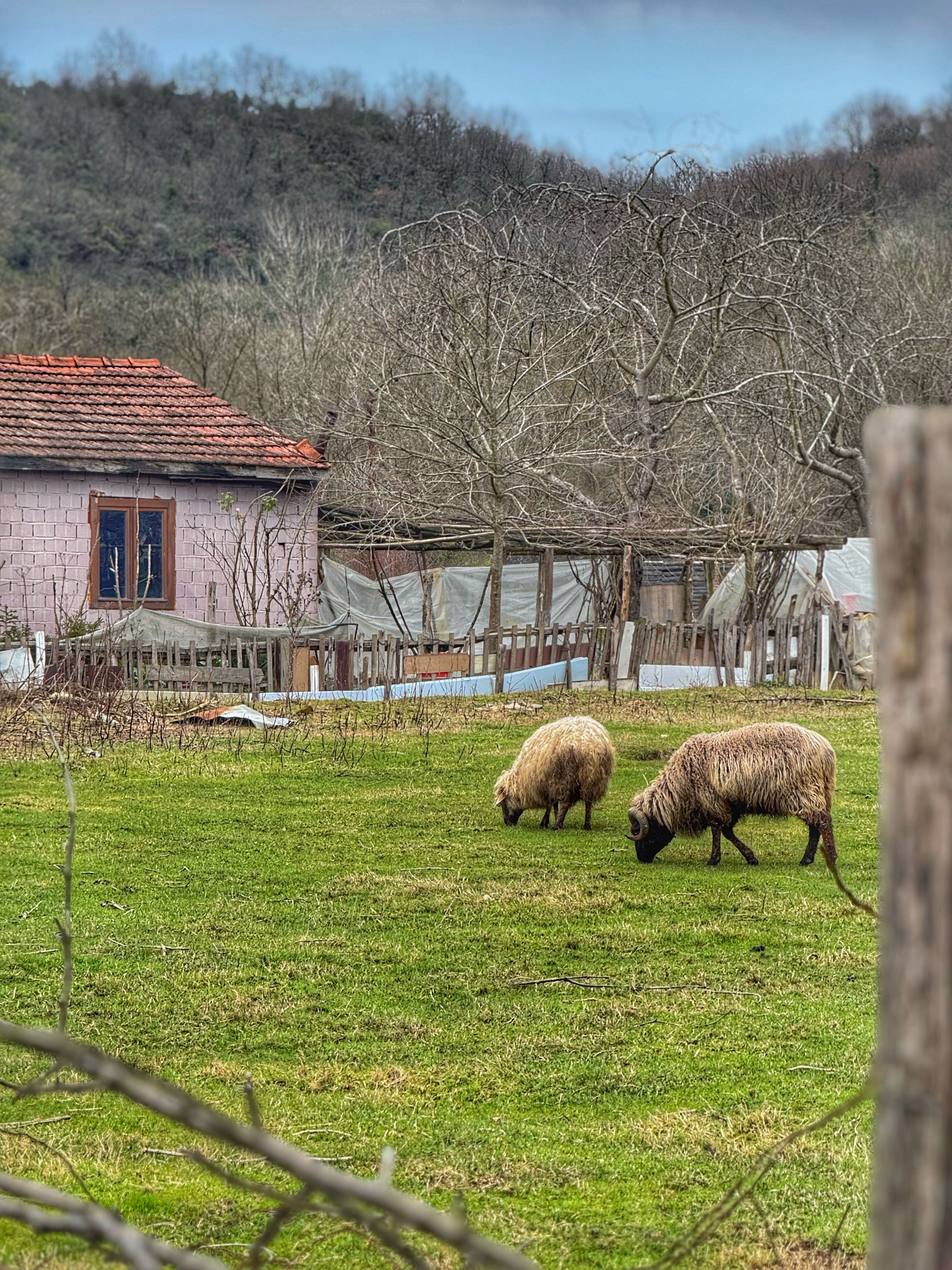 Rural Scene with Grazing Sheep in Countryside · Free Stock Photo