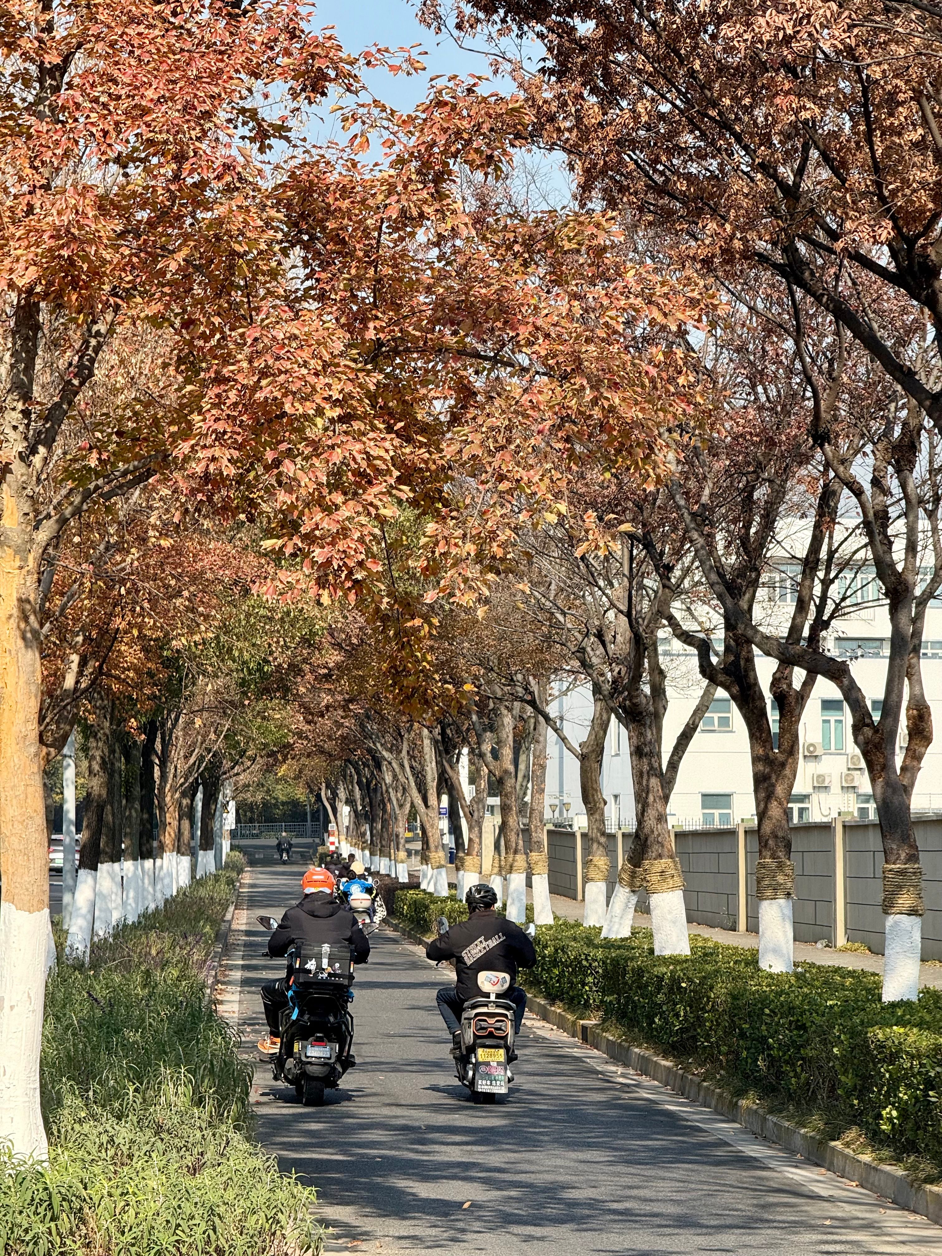 Motorcycles on Leafy Autumn Pathway in Shanghai · Free Stock Photo