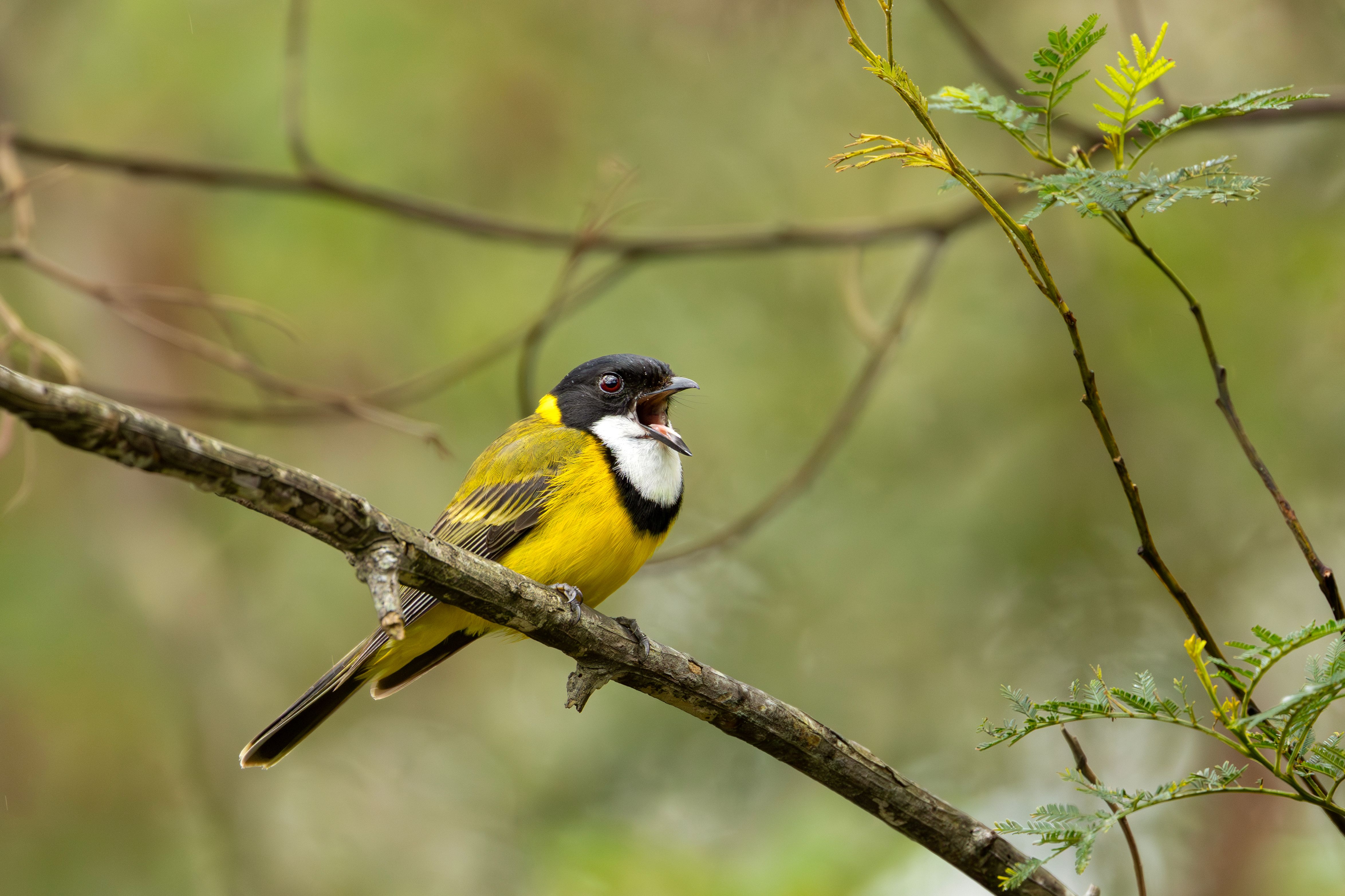 Golden Whistler Singing in Australian Bush · Free Stock Photo