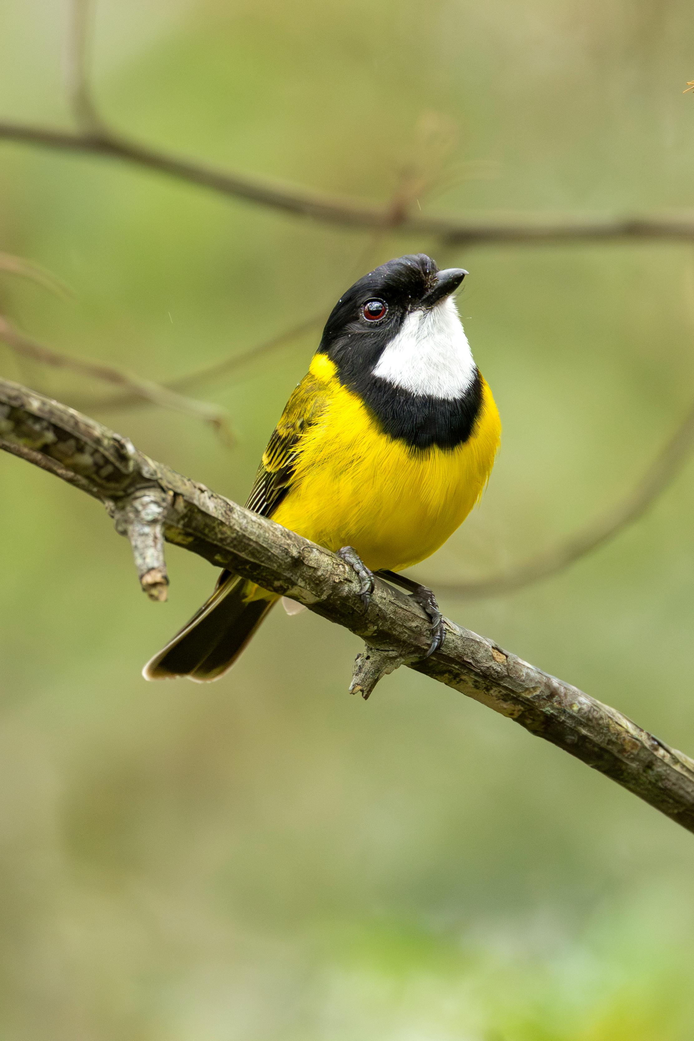 Pájaro Silbador Dorado Posado En Huskisson · Foto de stock gratuita