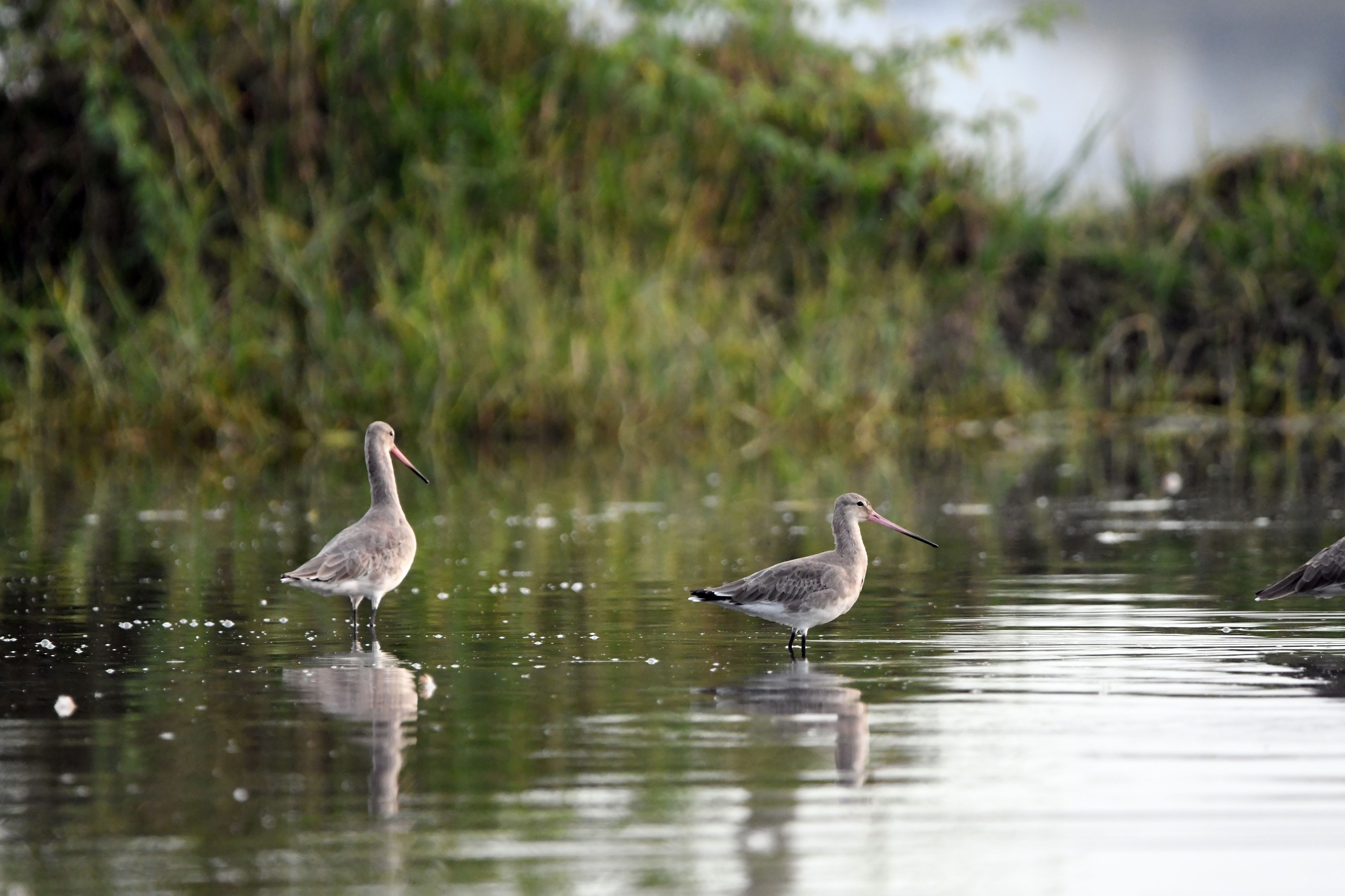 Birds Wading Photos, Download The BEST Free Birds Wading Stock Photos ...