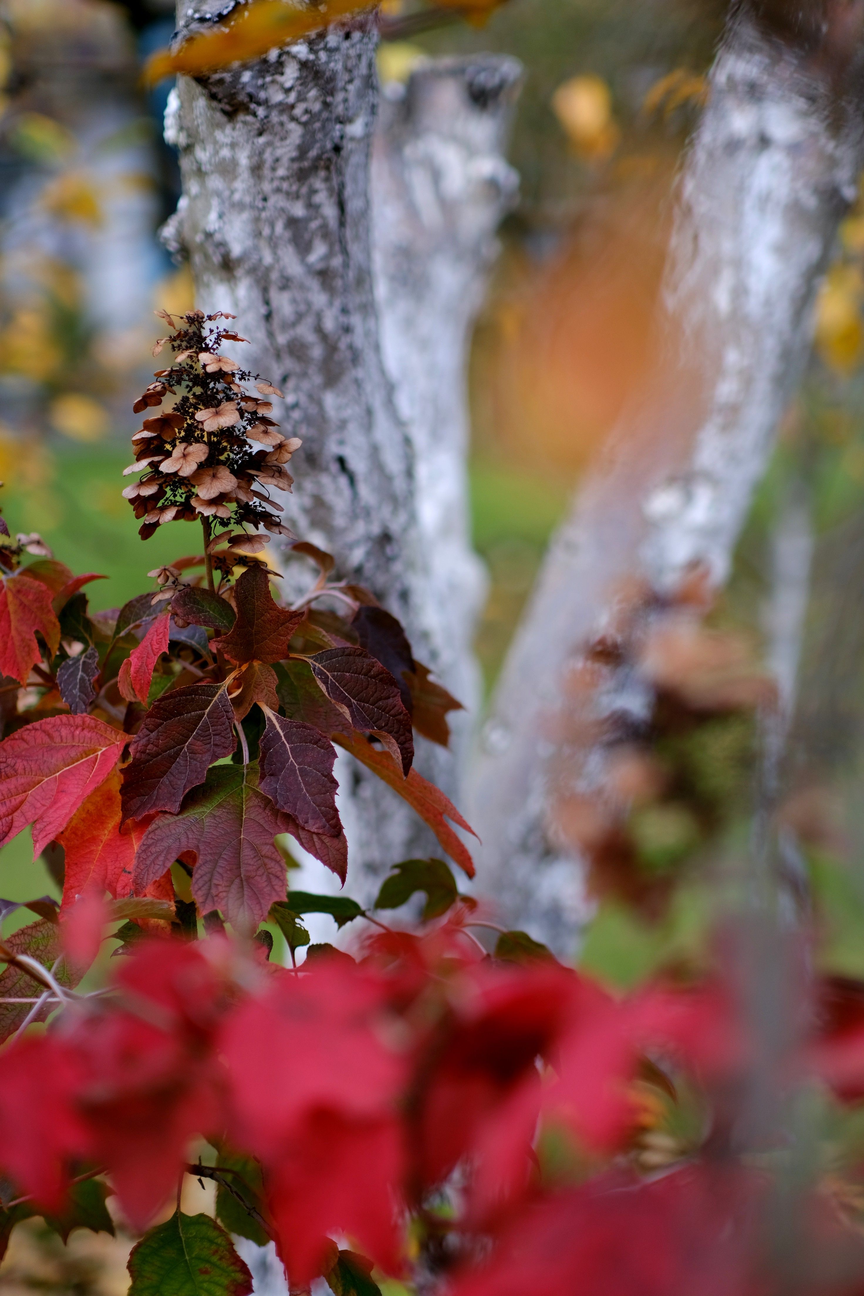 Tree Leaves Texture Photos, Download The BEST Free Tree Leaves Texture ...