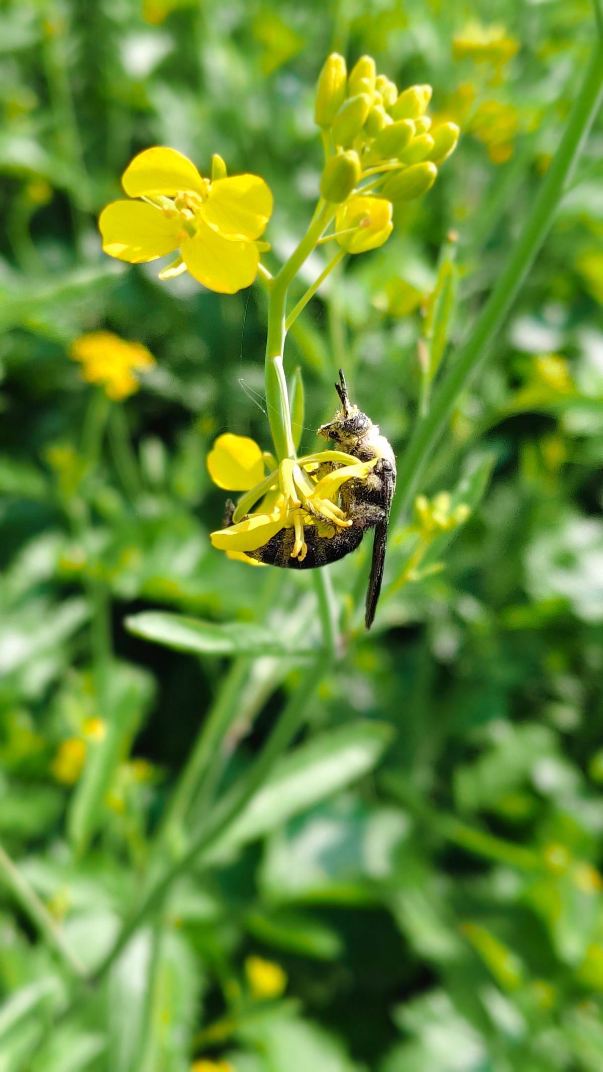 Bumblebee Bat Photos, Download The BEST Free Bumblebee Bat Stock Photos ...