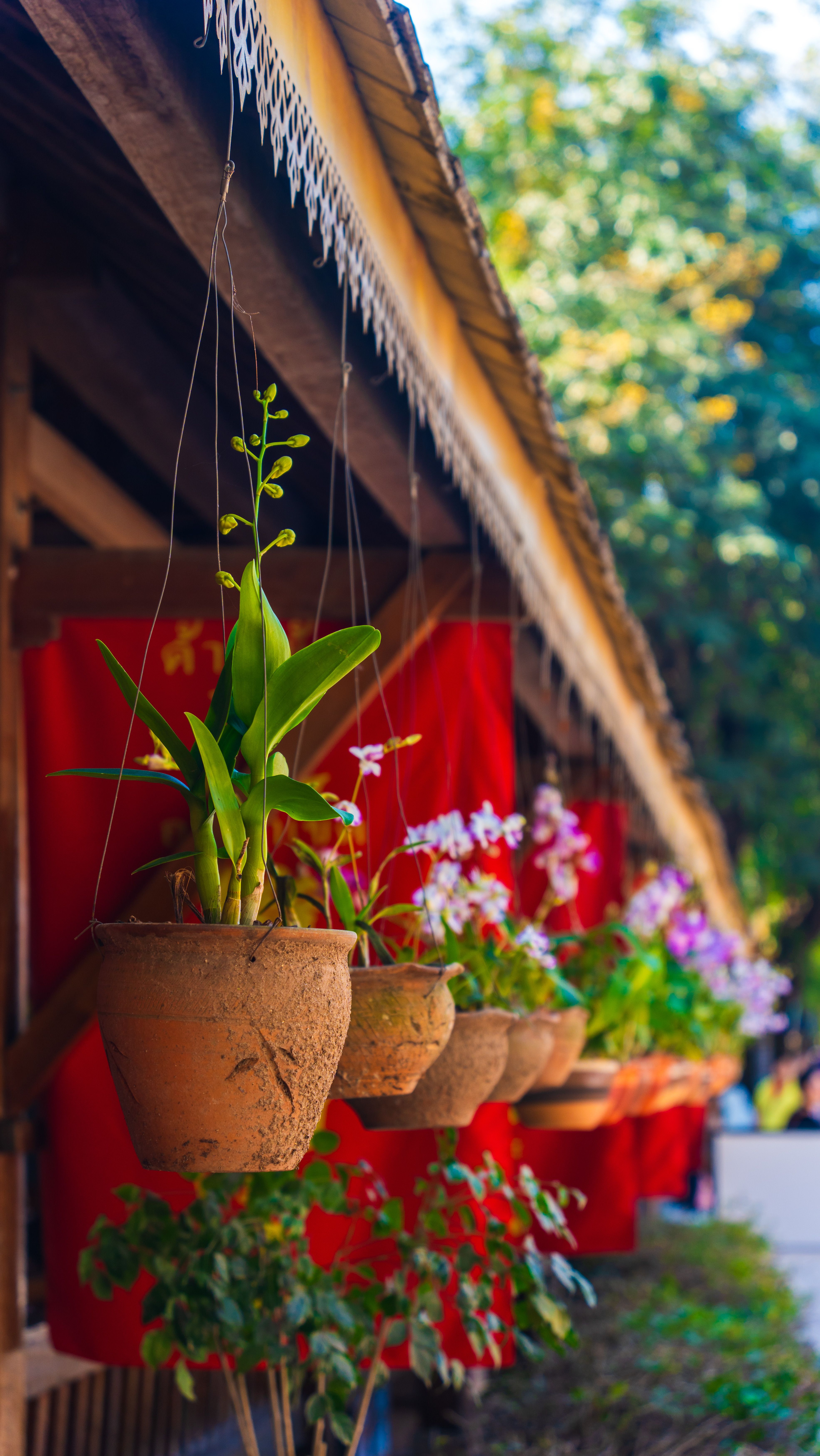Vibrant Hanging Plants on Wooden Building · Free Stock Photo