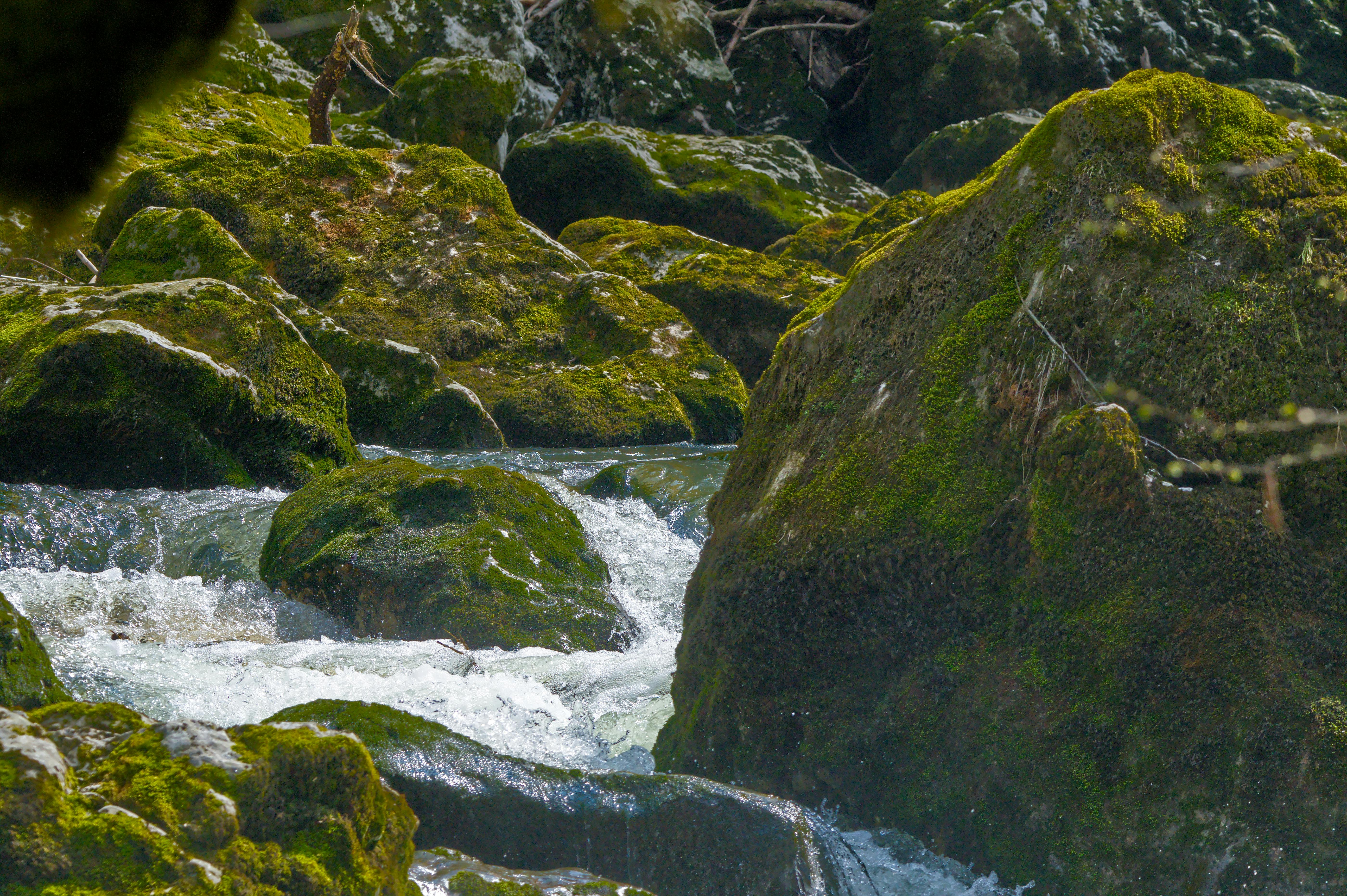 Mossy Rocks by a Flowing Forest Stream · Free Stock Photo