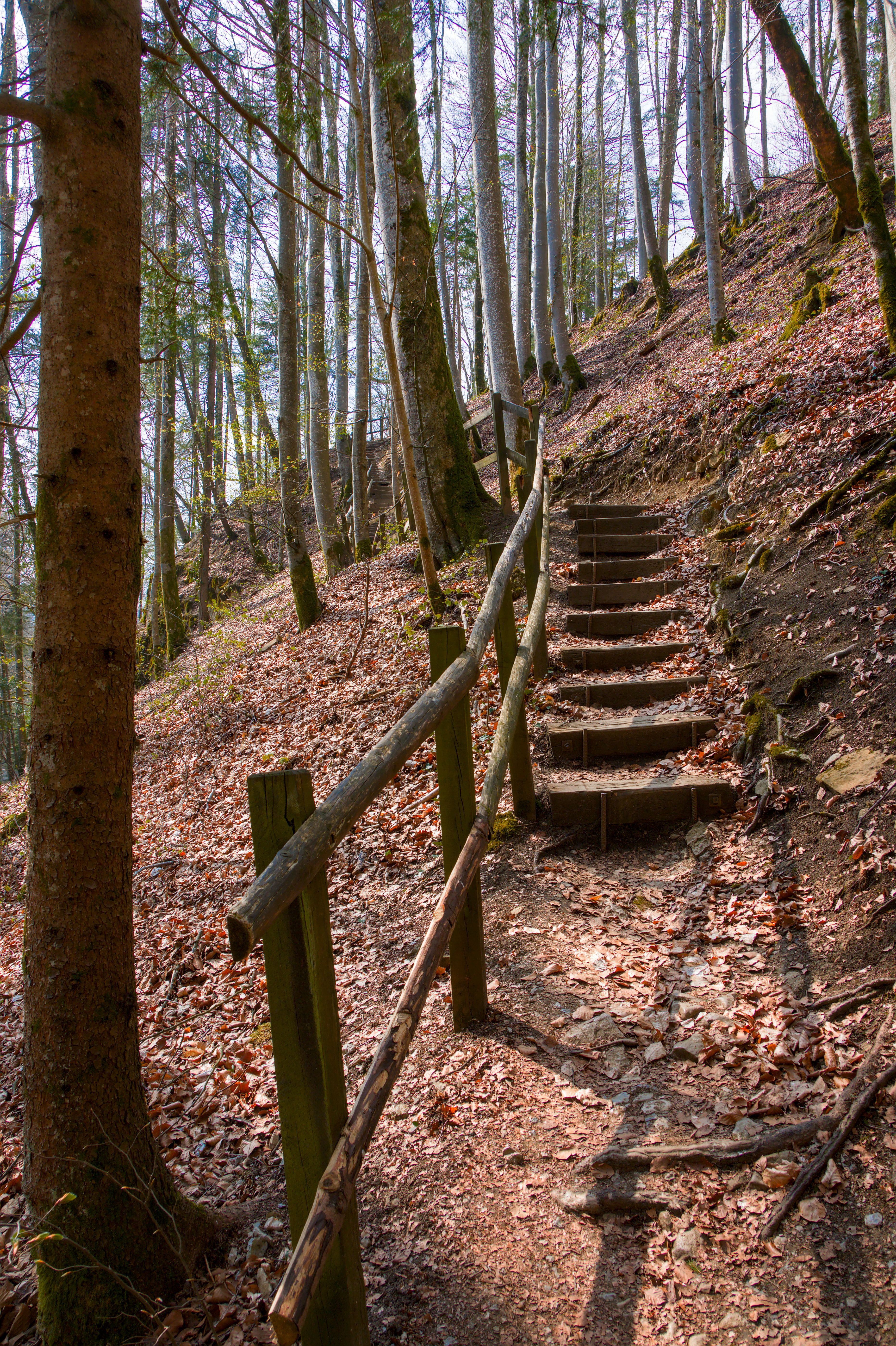 Rustic Forest Path with Wooden Barrier in Spring · Free Stock Photo