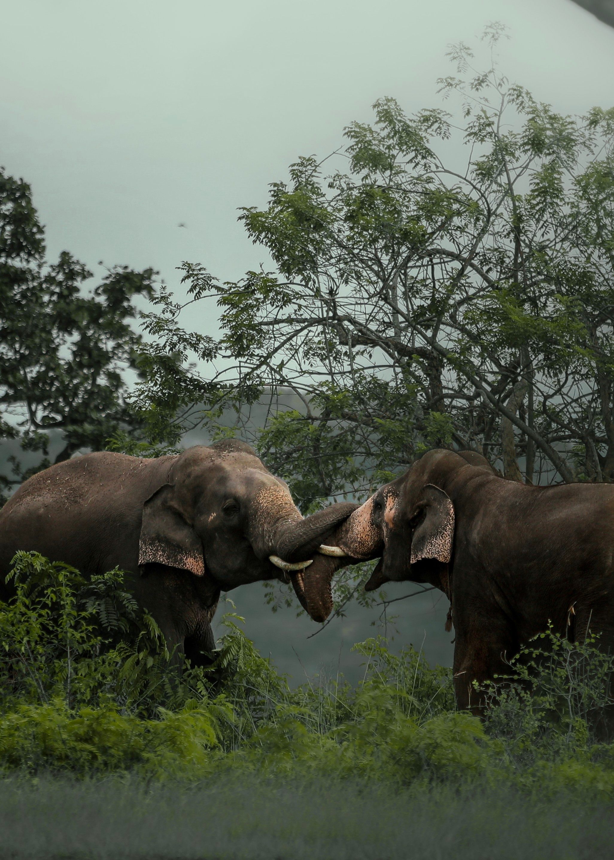 Two Asian Elephants Playfully Interacting in Nature · Free Stock Photo