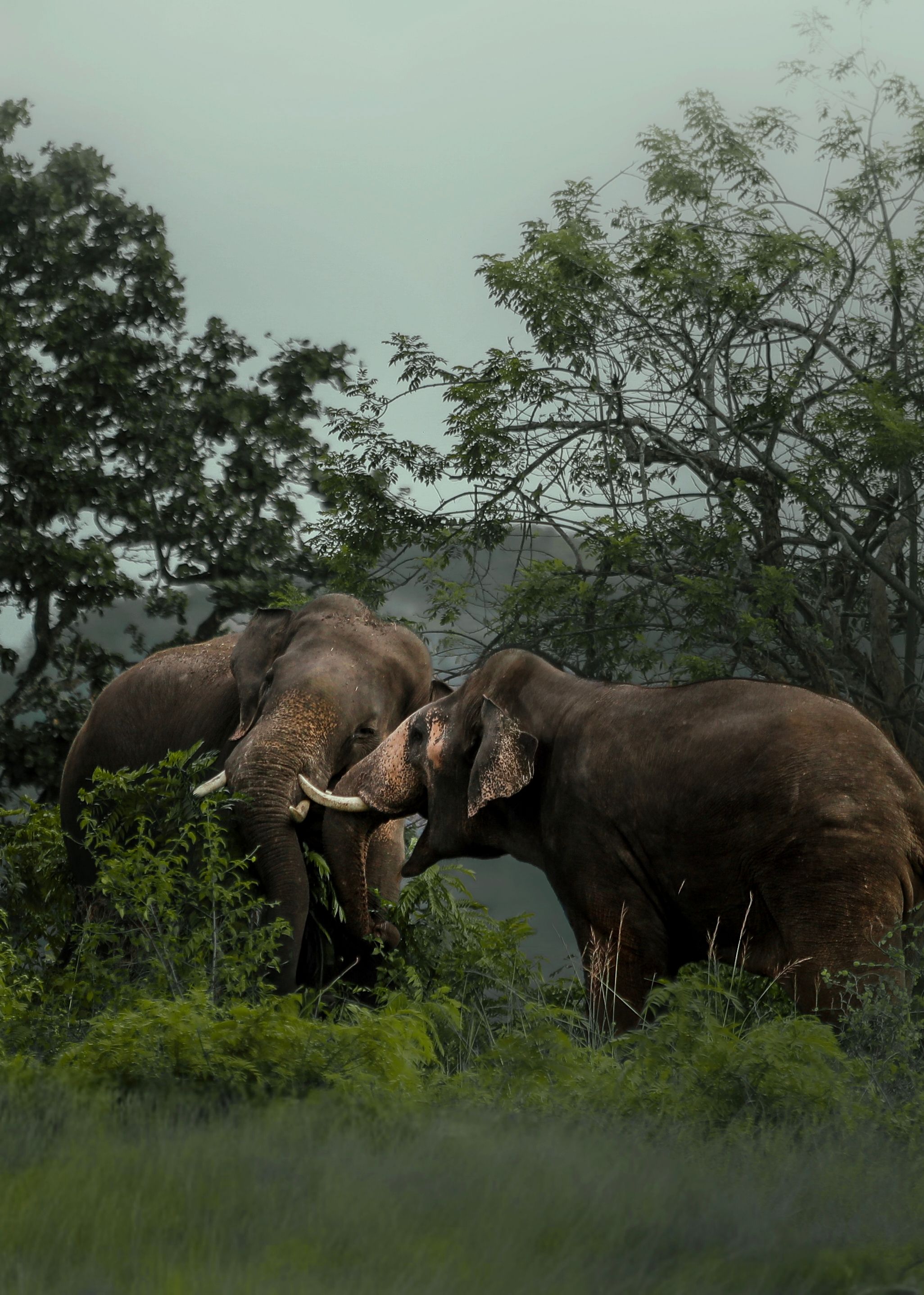 Mammals Photos, Download The BEST Free Mammals Stock Photos & HD Images