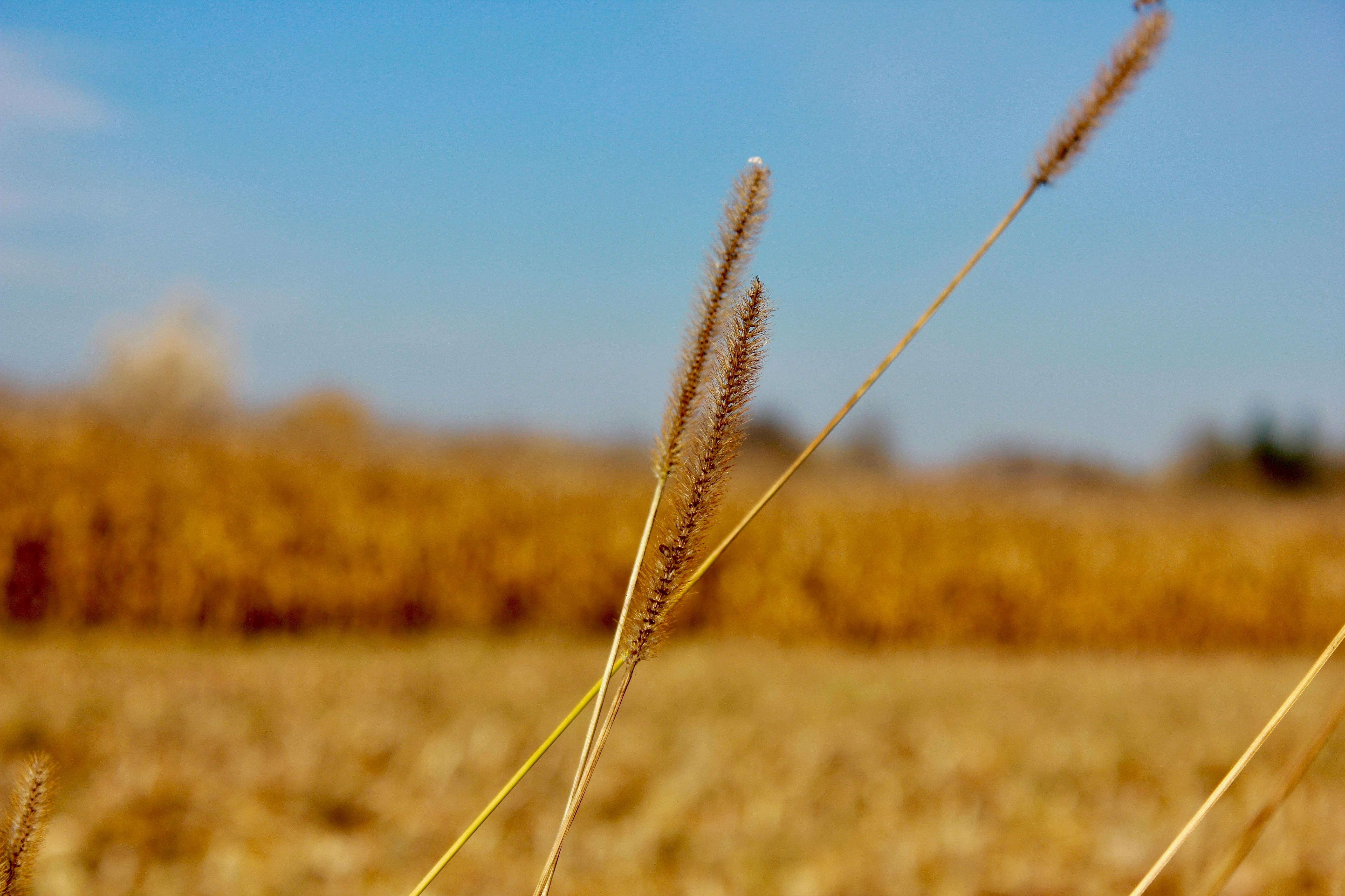 Free stock photo of crop, macro, macro photo