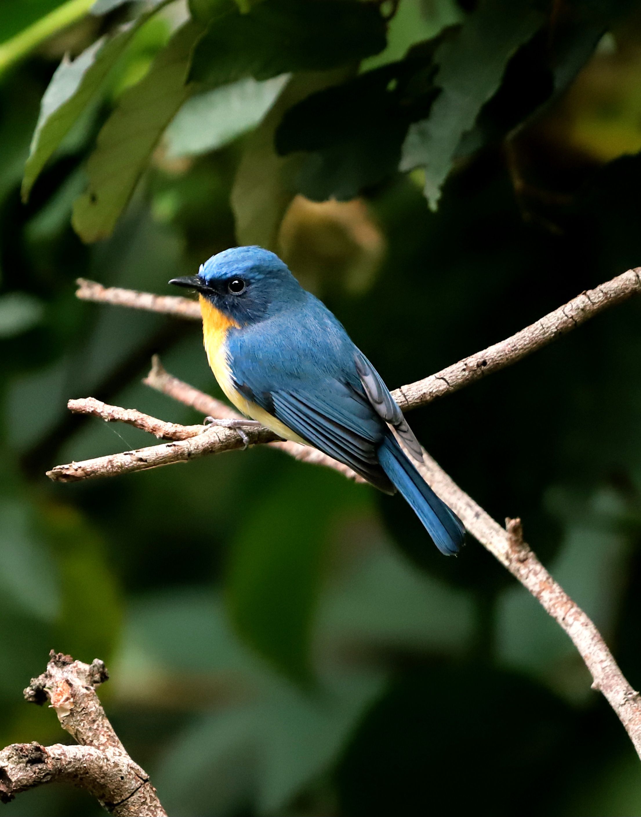 Blue Bird · Free Stock Photo