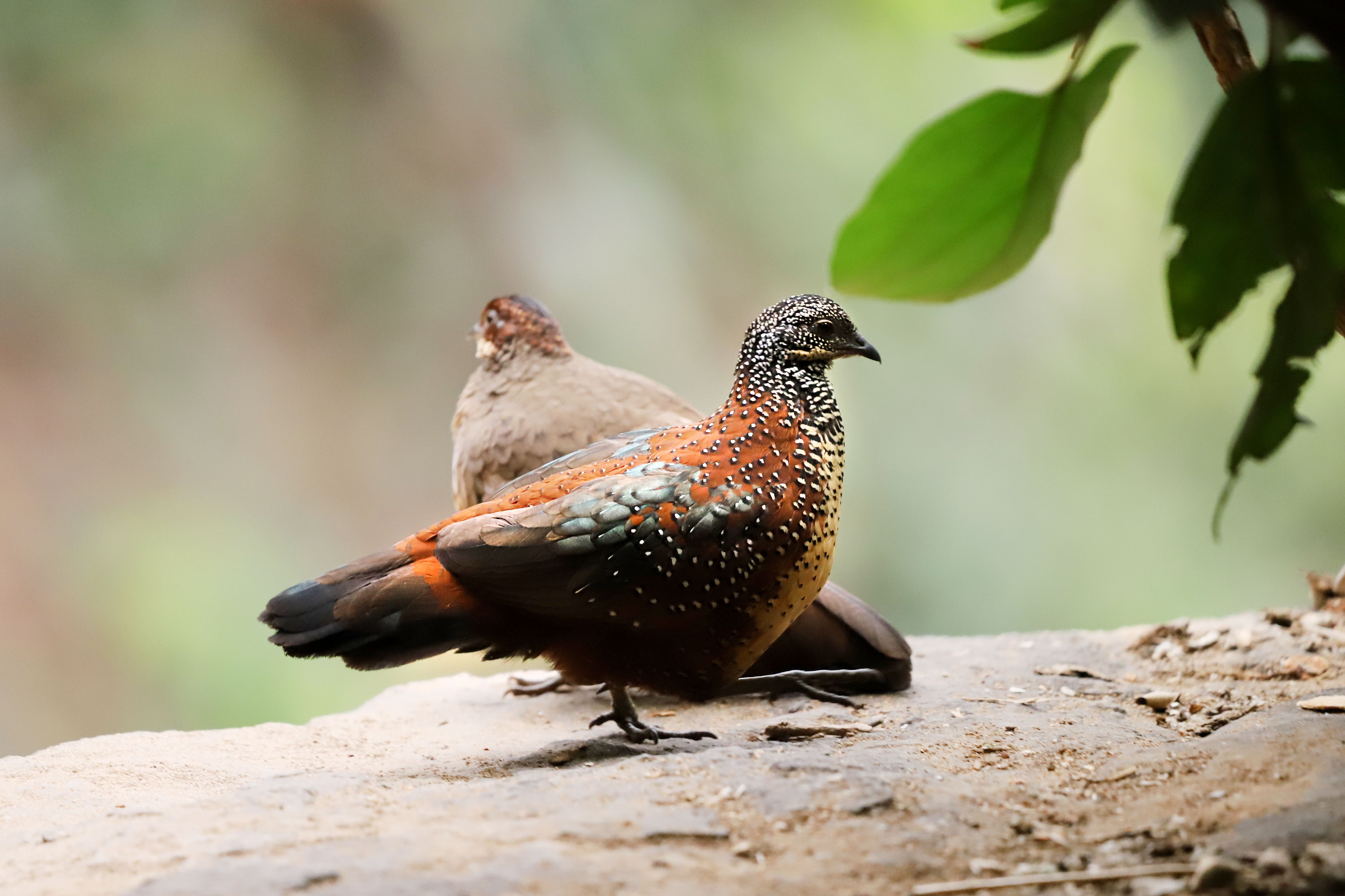 Sunbittern+Birds+Of+India+Images Photos, Download The BEST Free ...