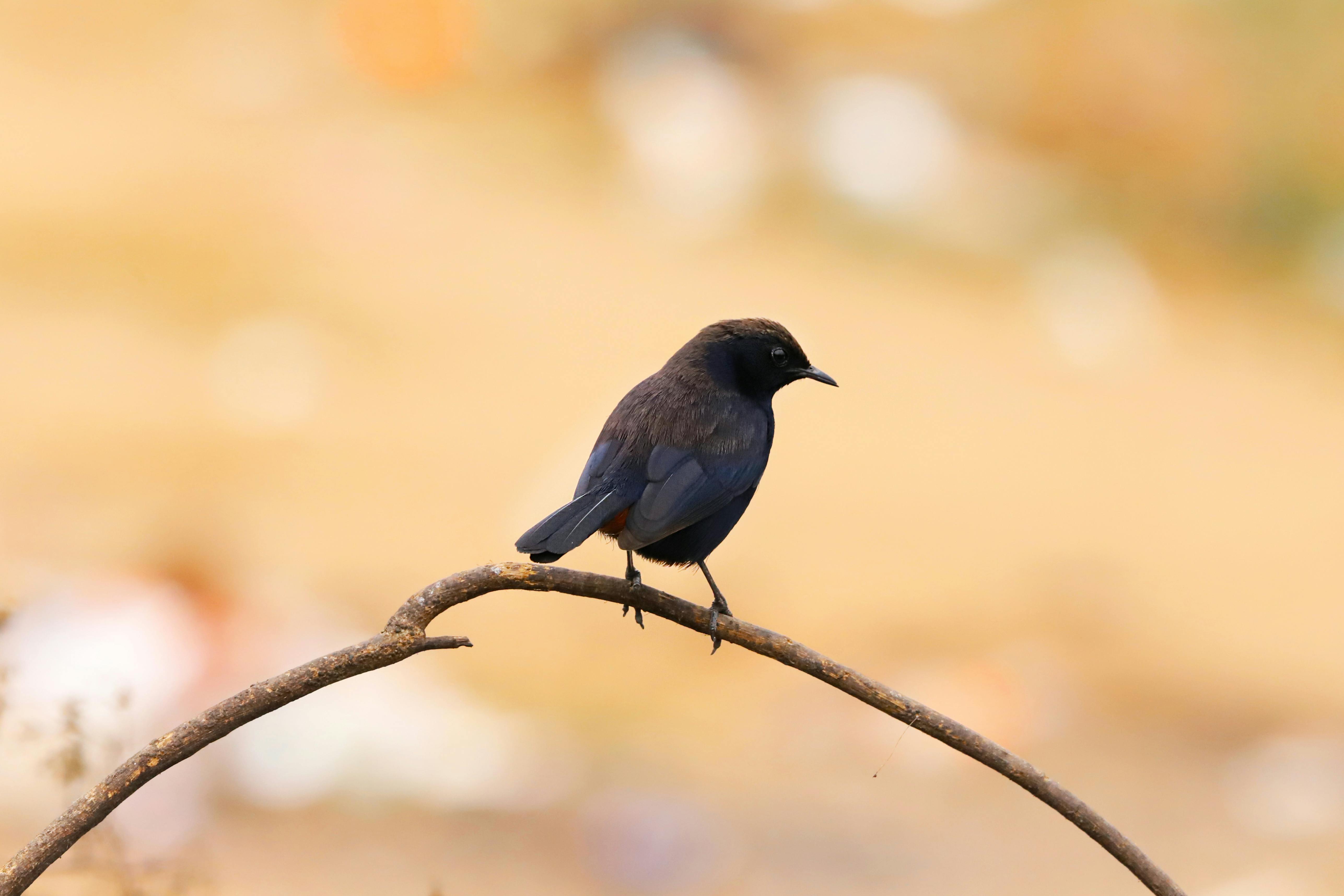 Capal Photo Photos, Download The BEST Free Capal Photo Stock Photos ...